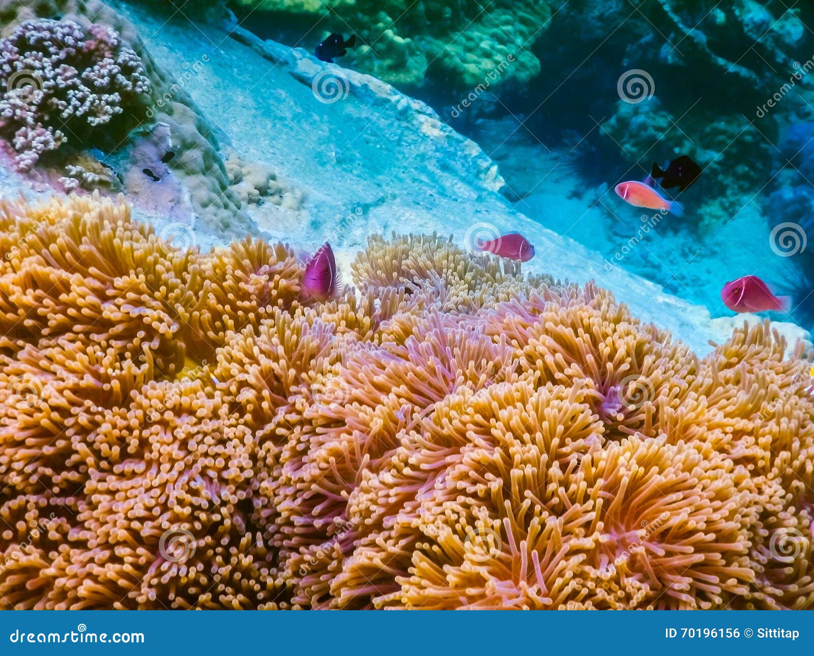 Tropical Coral Reef in Thailand Stock Photo - Image of coral, ocean ...