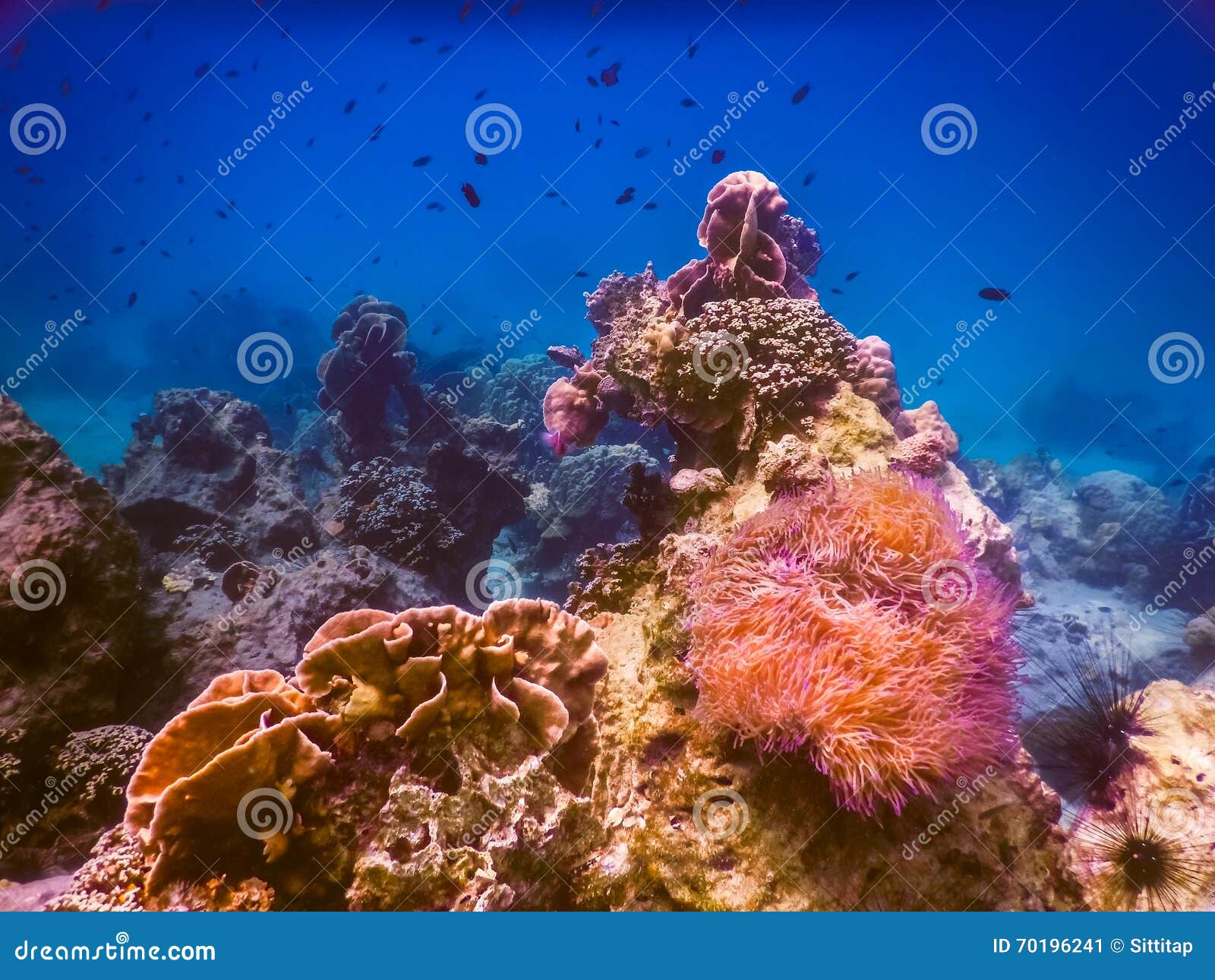 Tropical Coral Reef in Thailand Stock Image - Image of pacific, beauty ...
