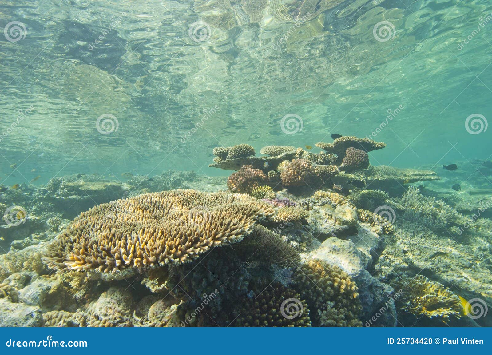 Tropical Coral Reef Underwater Stock Photo - Image of surface, reef ...