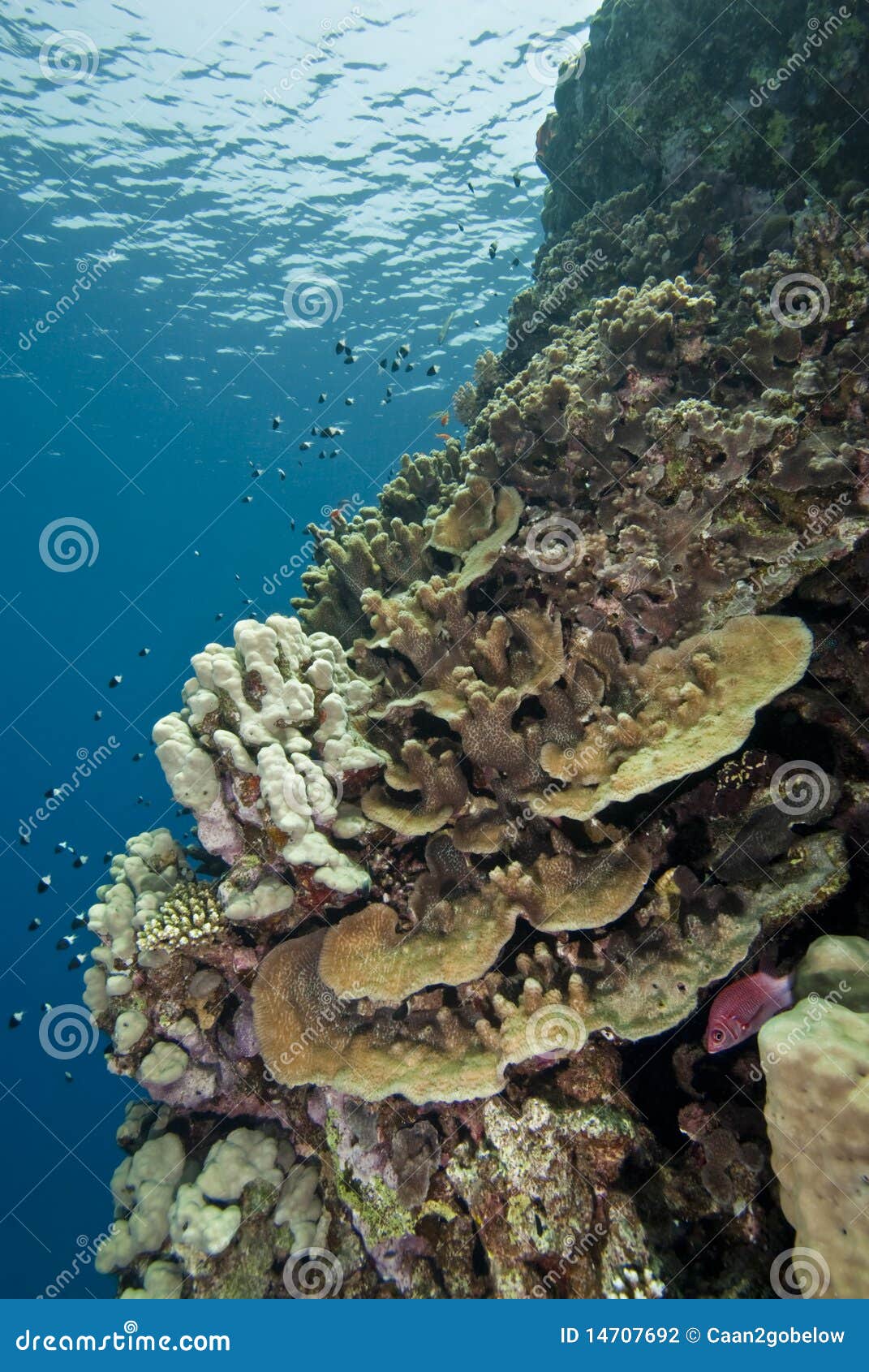 Tropical Coral Reefscape in the Shallows. Stock Photo - Image of egypt ...