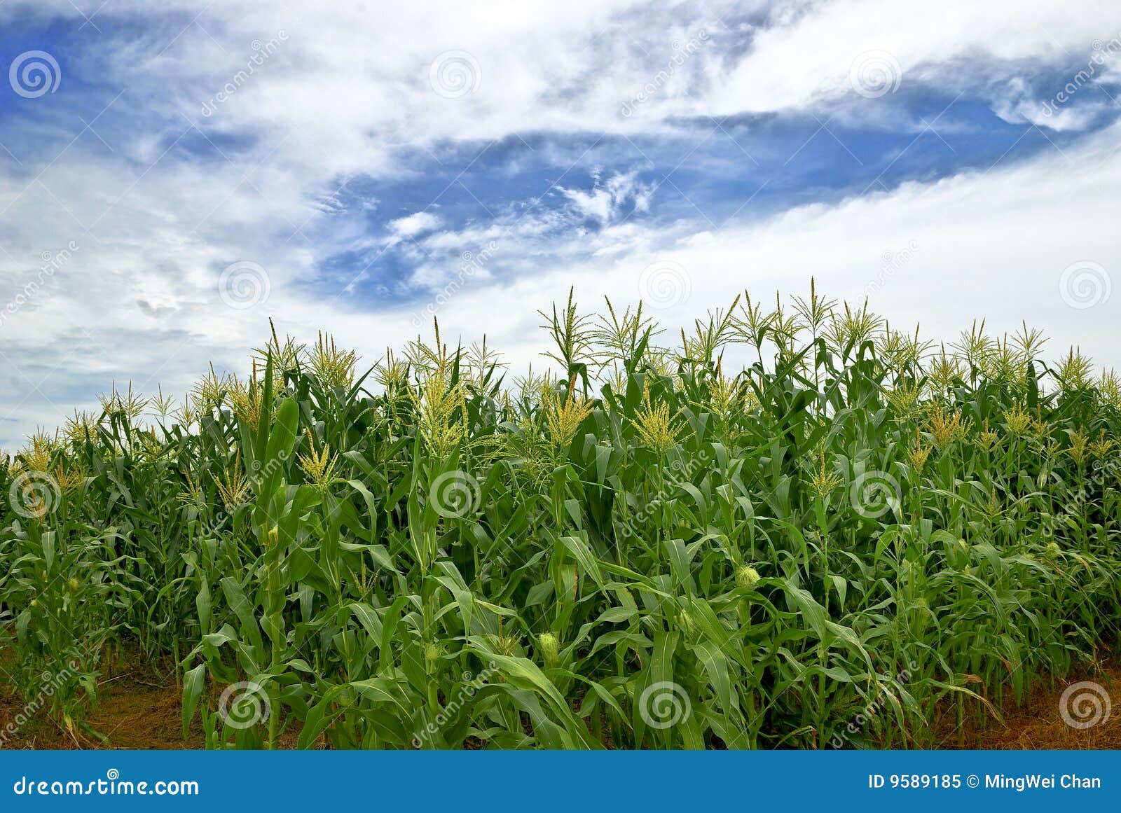 Tropical Corn Farm stock image. Image of fresh, grass - 9589185
