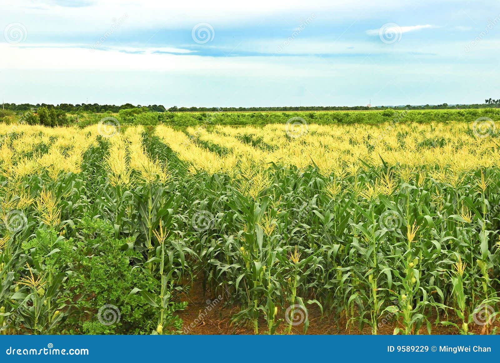 Tropical Corn Farm stock image. Image of farming, diet - 9589229