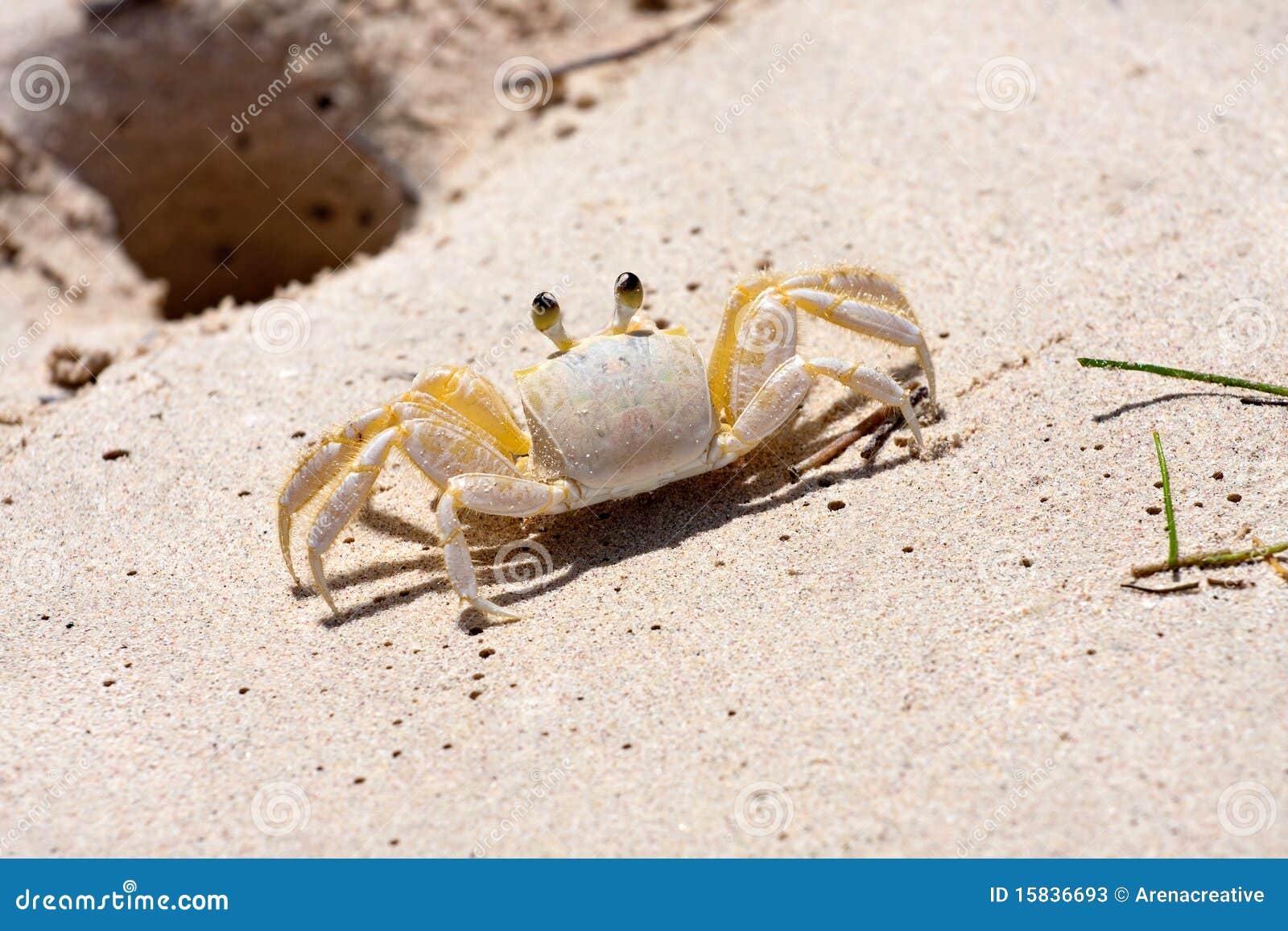 Tropical Crab stock image. Image of island, culebra, close - 15836693
