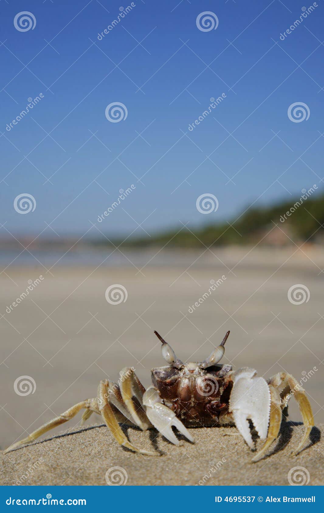 Tropical Crab stock image. Image of marine, blue, environment - 4695537