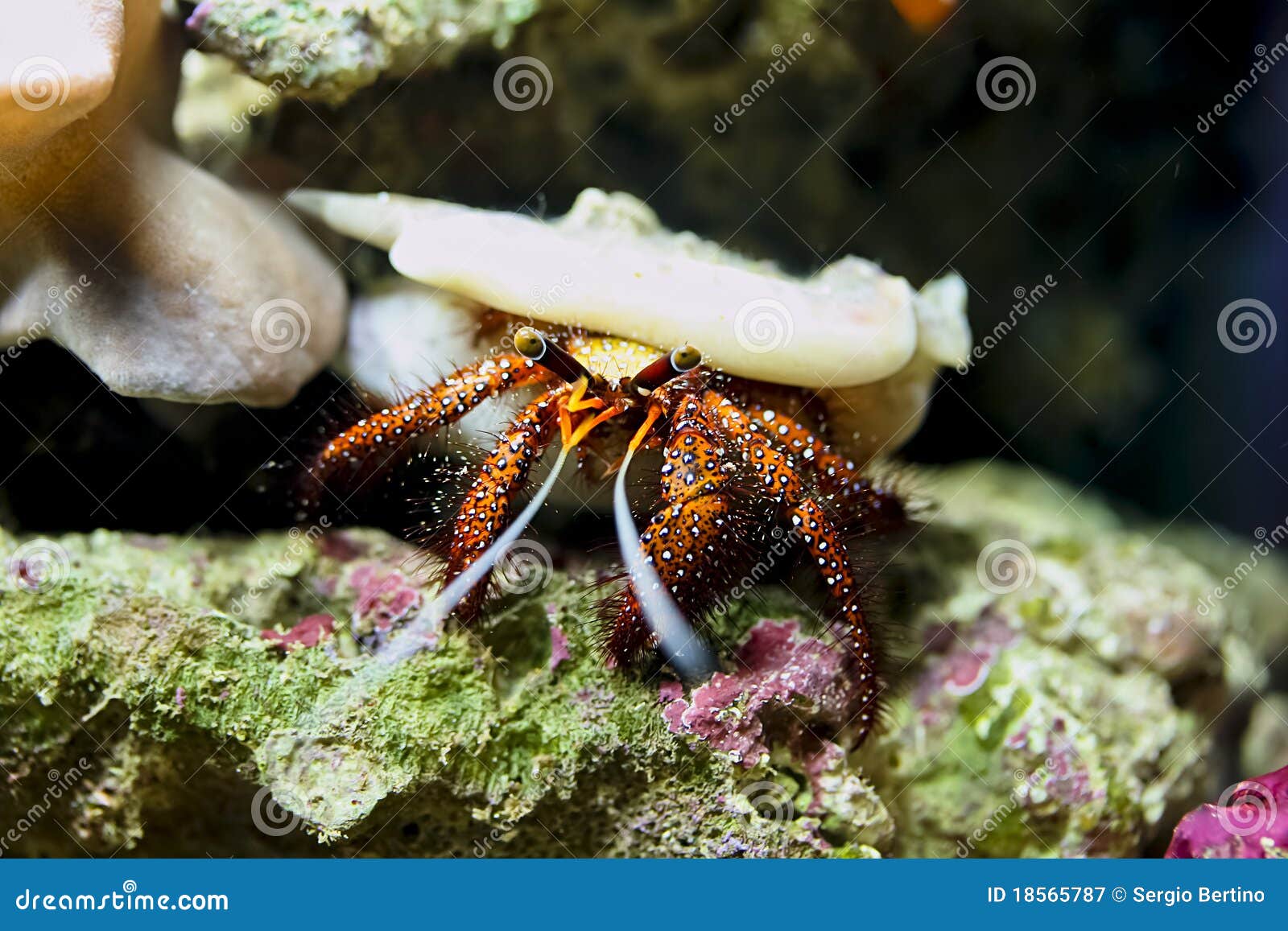 Tropical crab in aquarium stock image. Image of crustacean - 18565787
