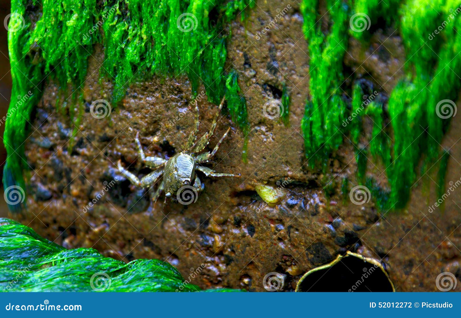 Tropical crab stock photo. Image of water, green, healthy - 52012272