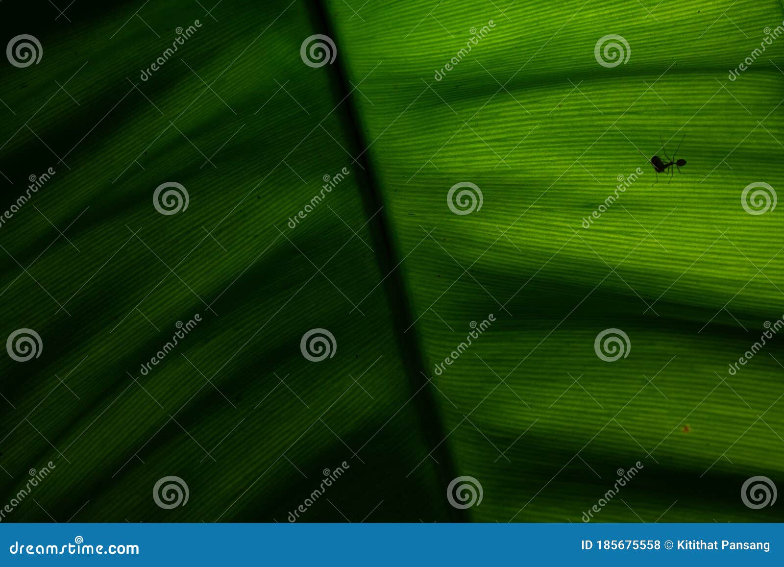 Tropical Dark Green Leaf Texture in Backlight. Nature Background. Stock ...