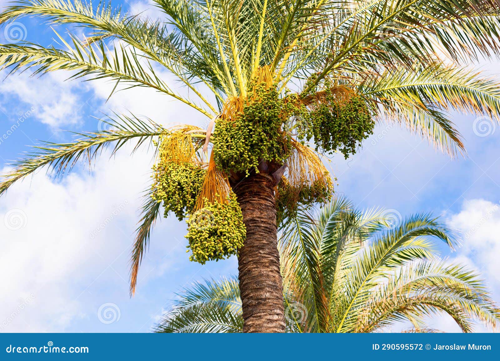Tropical Date Palm Tree with Immature Fruits Stock Photo - Image of ...
