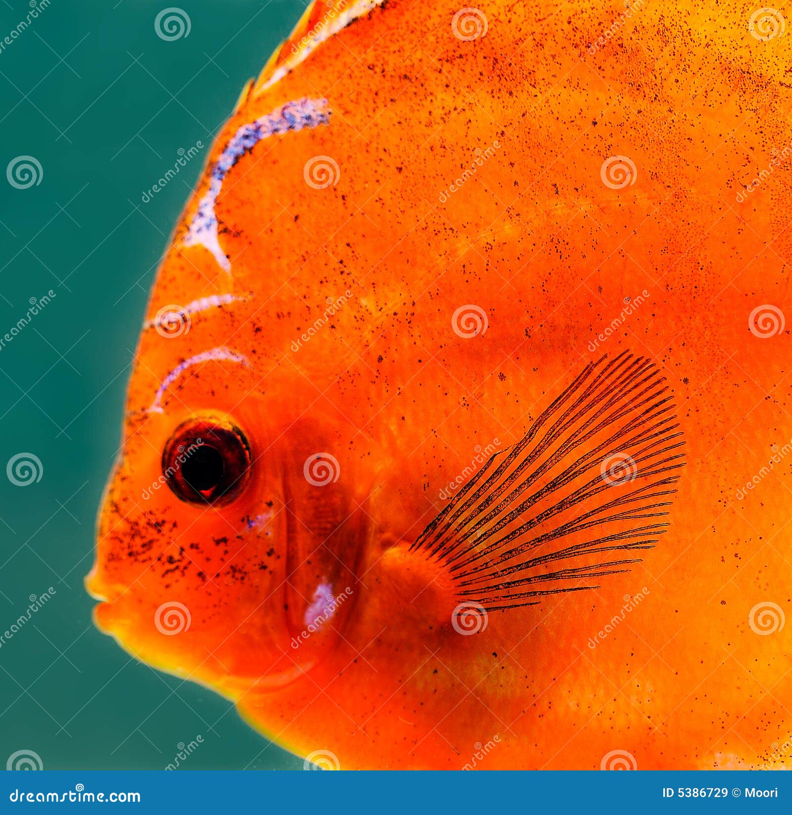 Tropical discus fish stock image. Image of decorate, swim - 5386729