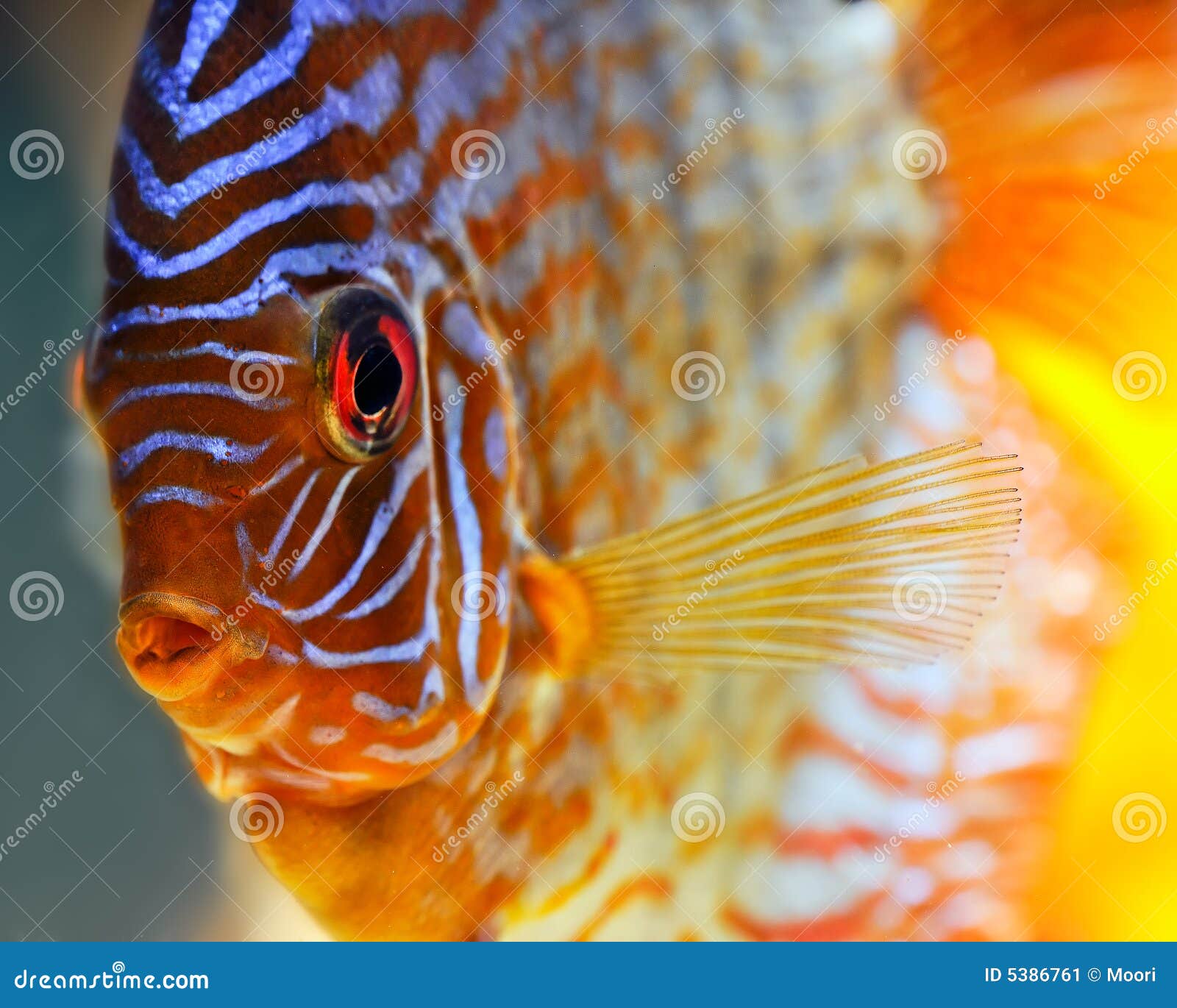 Tropical discus fish stock image. Image of round, aquarium - 5386761