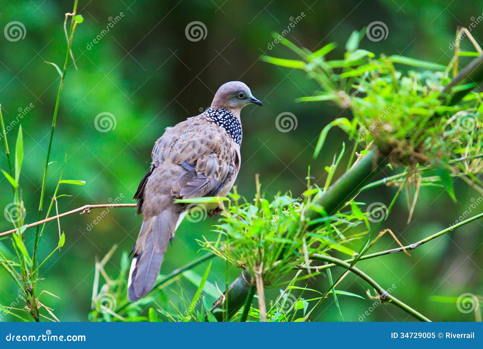 Tropical dove in the wild stock image. Image of rainforest - 34729005