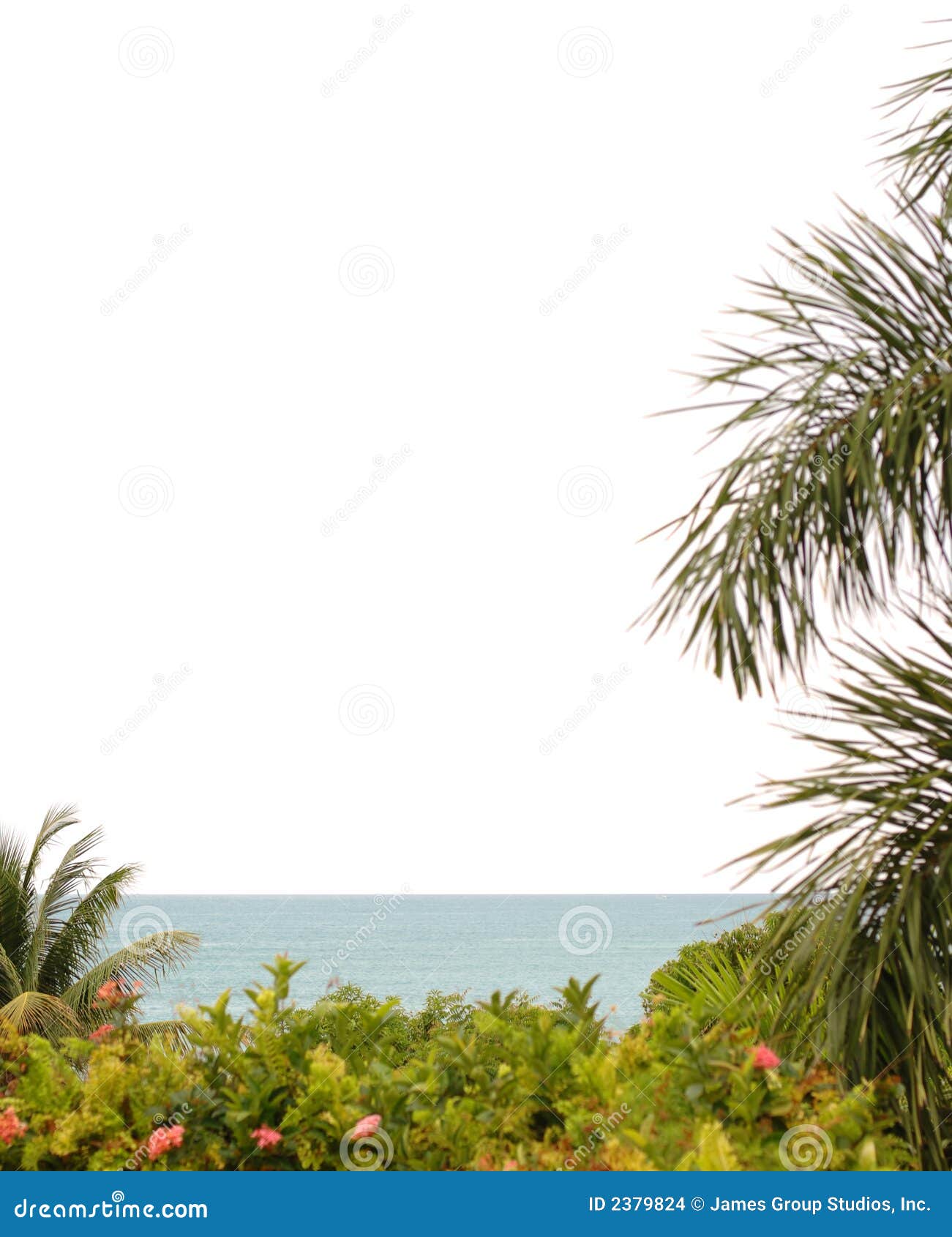 Tropical Editorial Frame stock photo. Image of fronds - 2379824