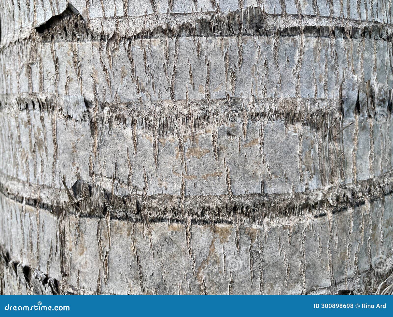Tropical Elegance: Background Texture of Coconut Tree Trunk Stock Photo ...