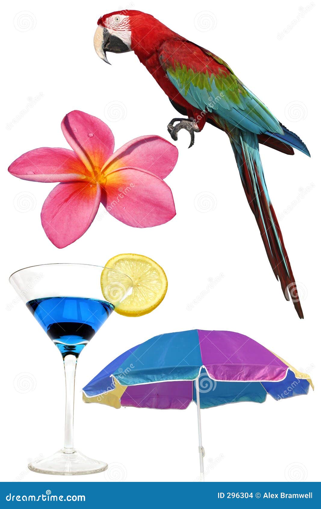 Tropical Elements stock illustration. Illustration of isolated - 296304