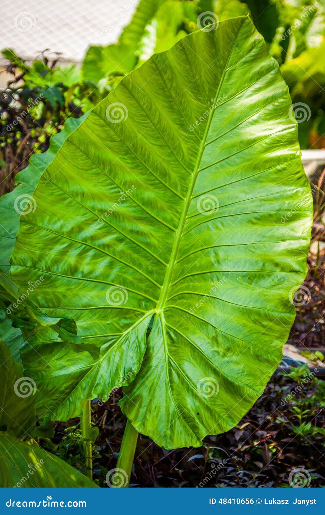 Tropical Elephant Ears Leaf Texture, Large Palm Foliage Nature Dark ...
