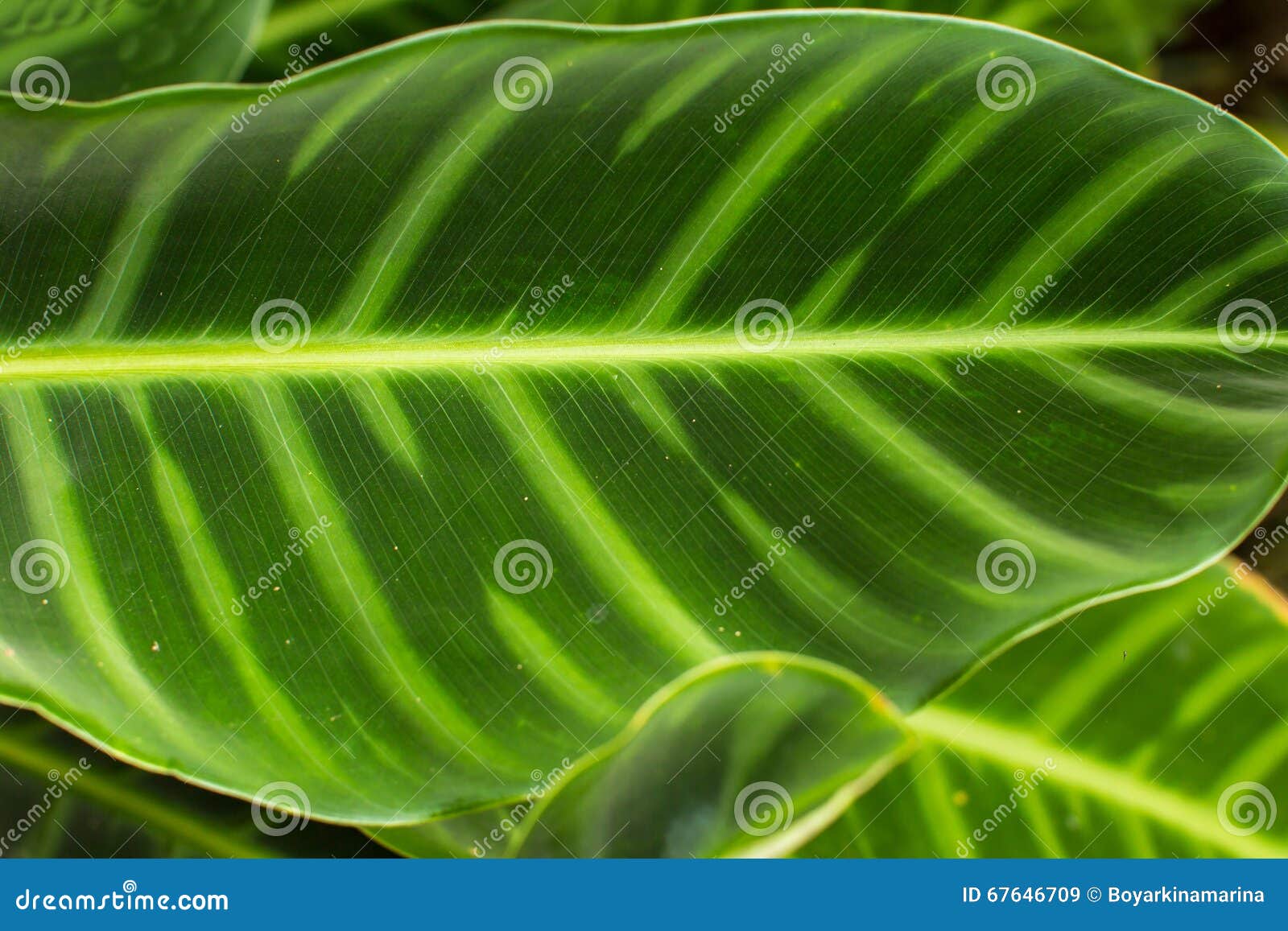 25,457 Bali Leaf Stock Photos - Free & Royalty-Free Stock Photos from ...