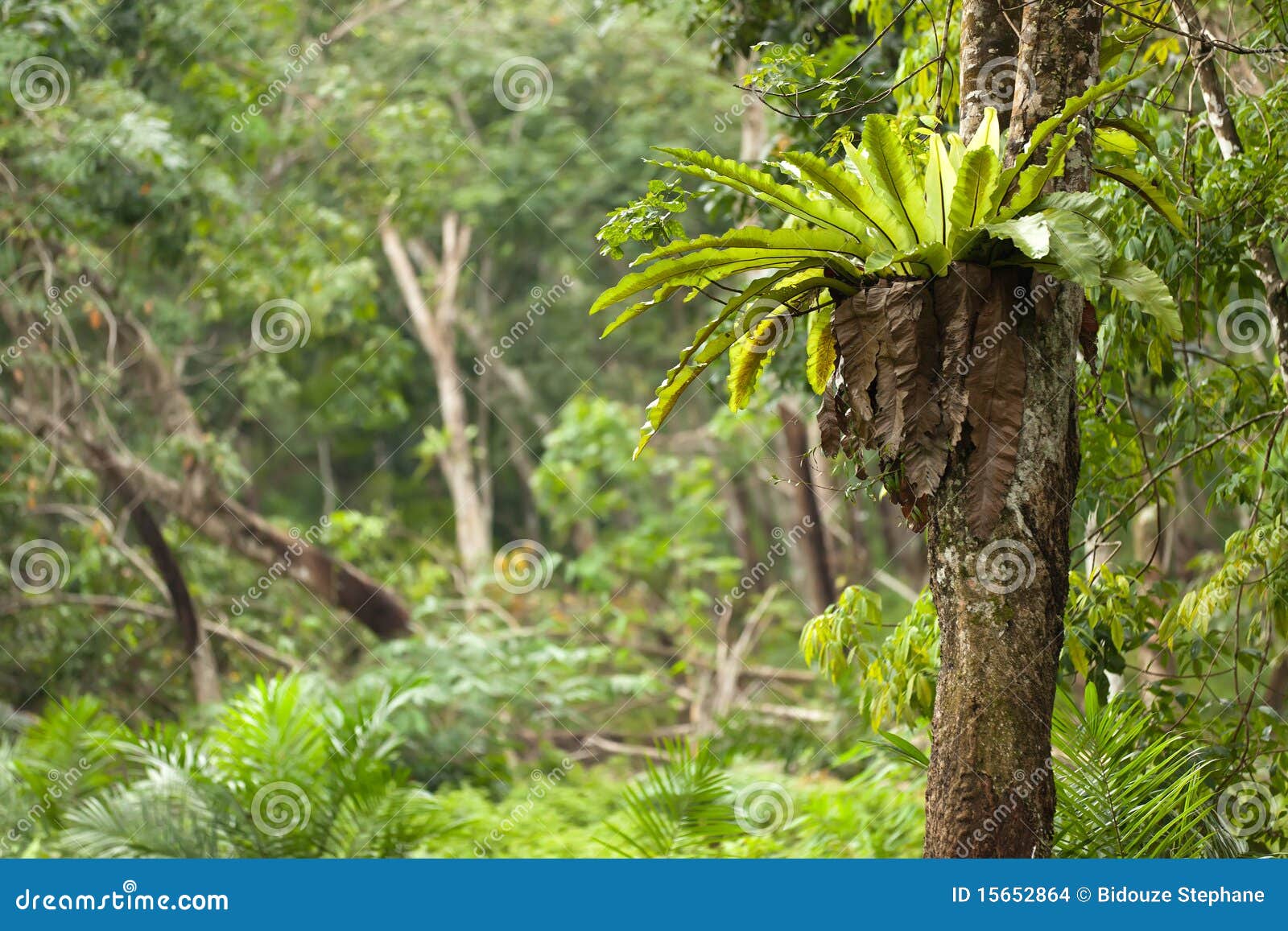 Epiphytes In The Tropical Rainforest