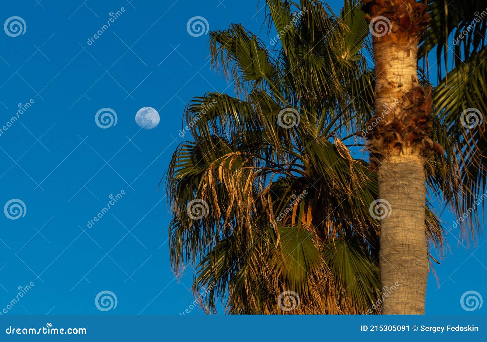 Tropical Evening. Moon and Palm Tree Stock Image - Image of summer ...