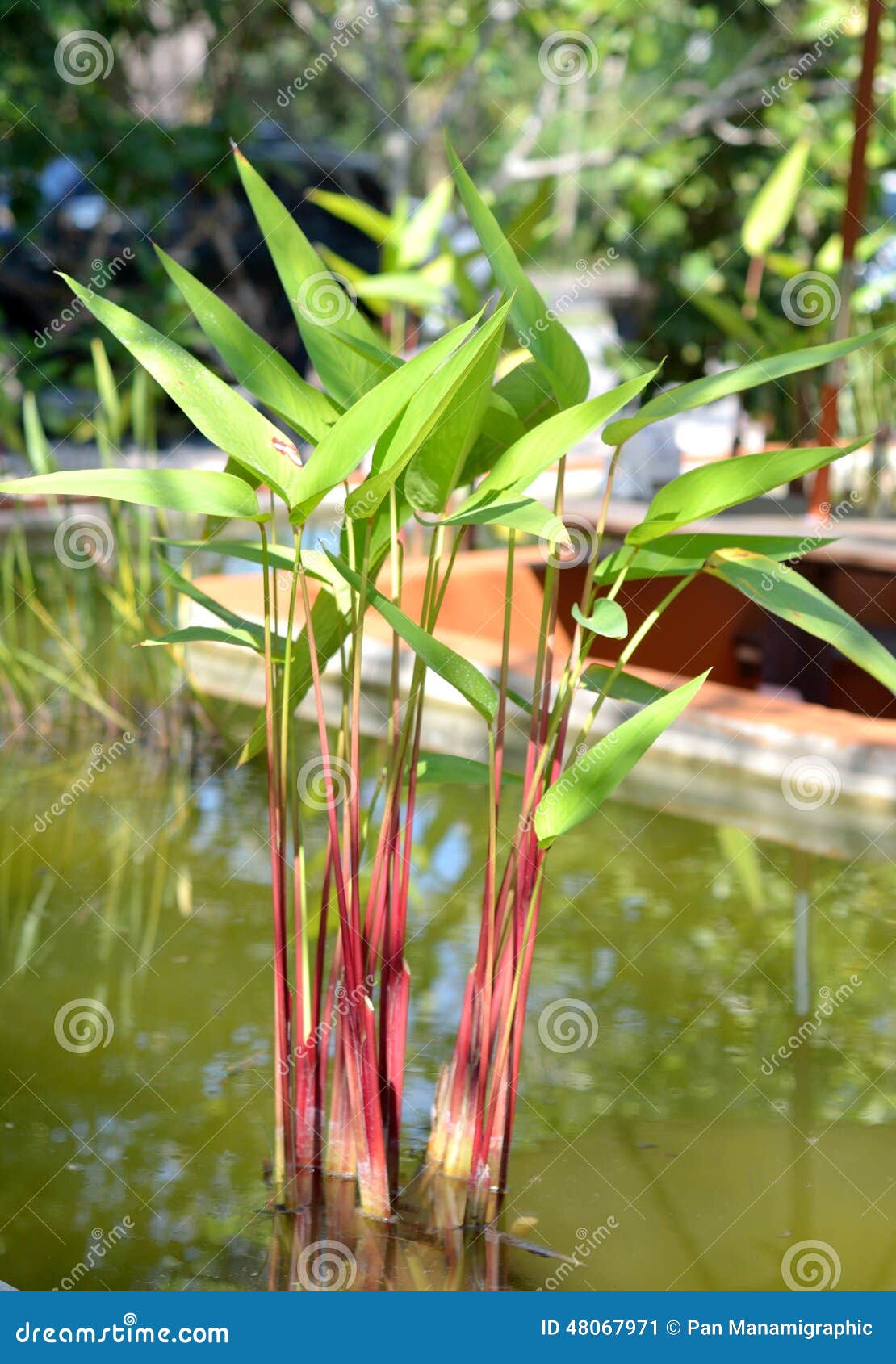 Tropical Exotic Heliconia Plant. Stock Image - Image of evergreen ...