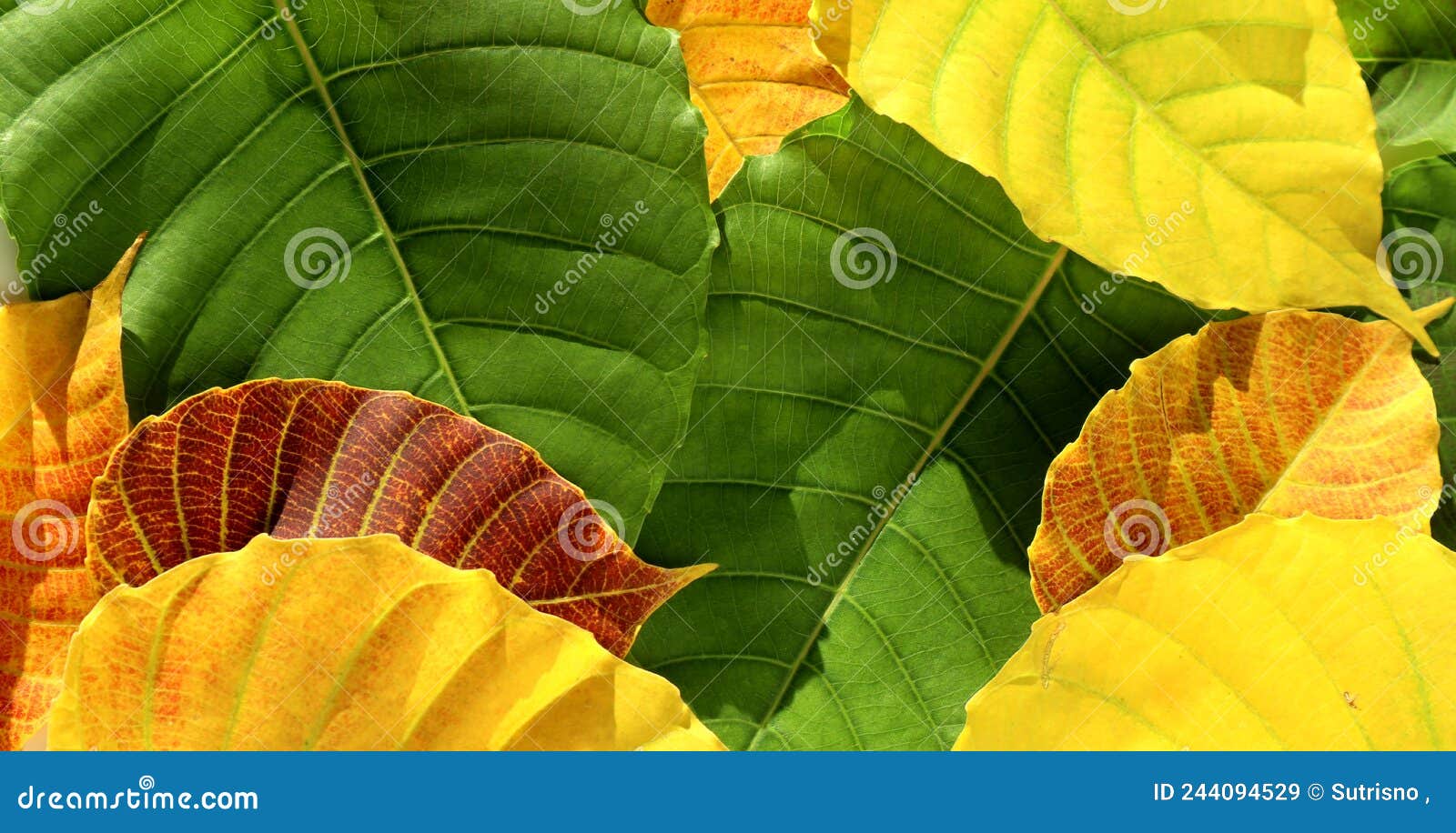 Tropical Exotic Leaves, Realistic Jungle Leaves Isolated on White ... Tropical Exotic Leaves, Realistic Jungle Leaves Isolated on White ...