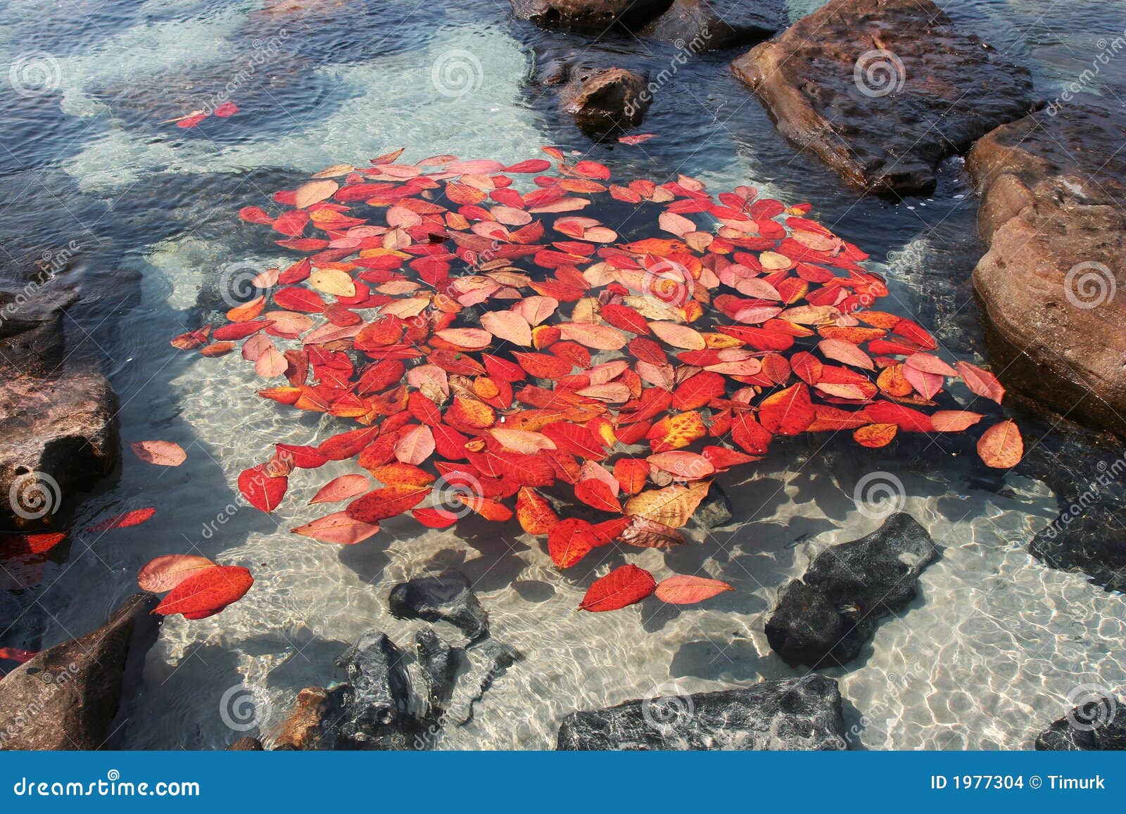 Tropical Fall of the Leaves Stock Photo - Image of leisure, nature: 1977304