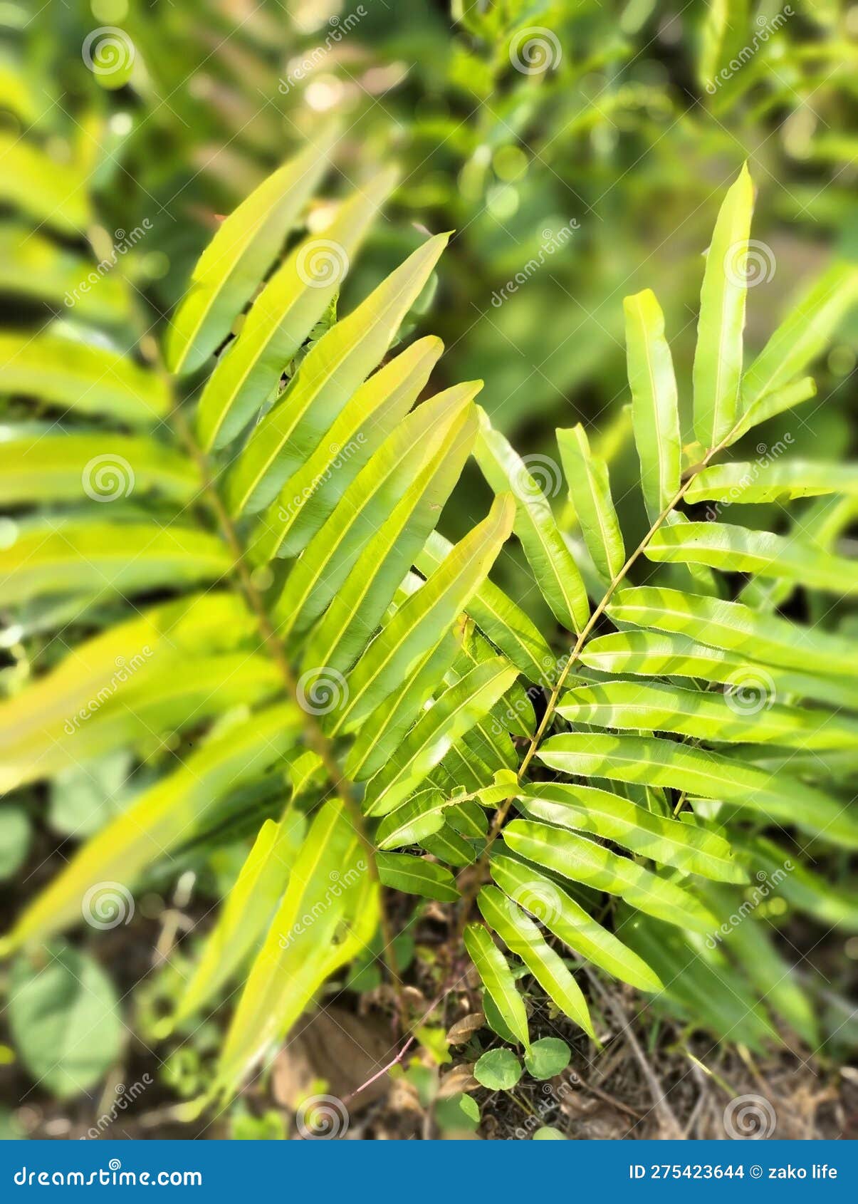 Tropical Fan Leaf Wild Natural Grass Plants Stock Photo - Image of tree ...