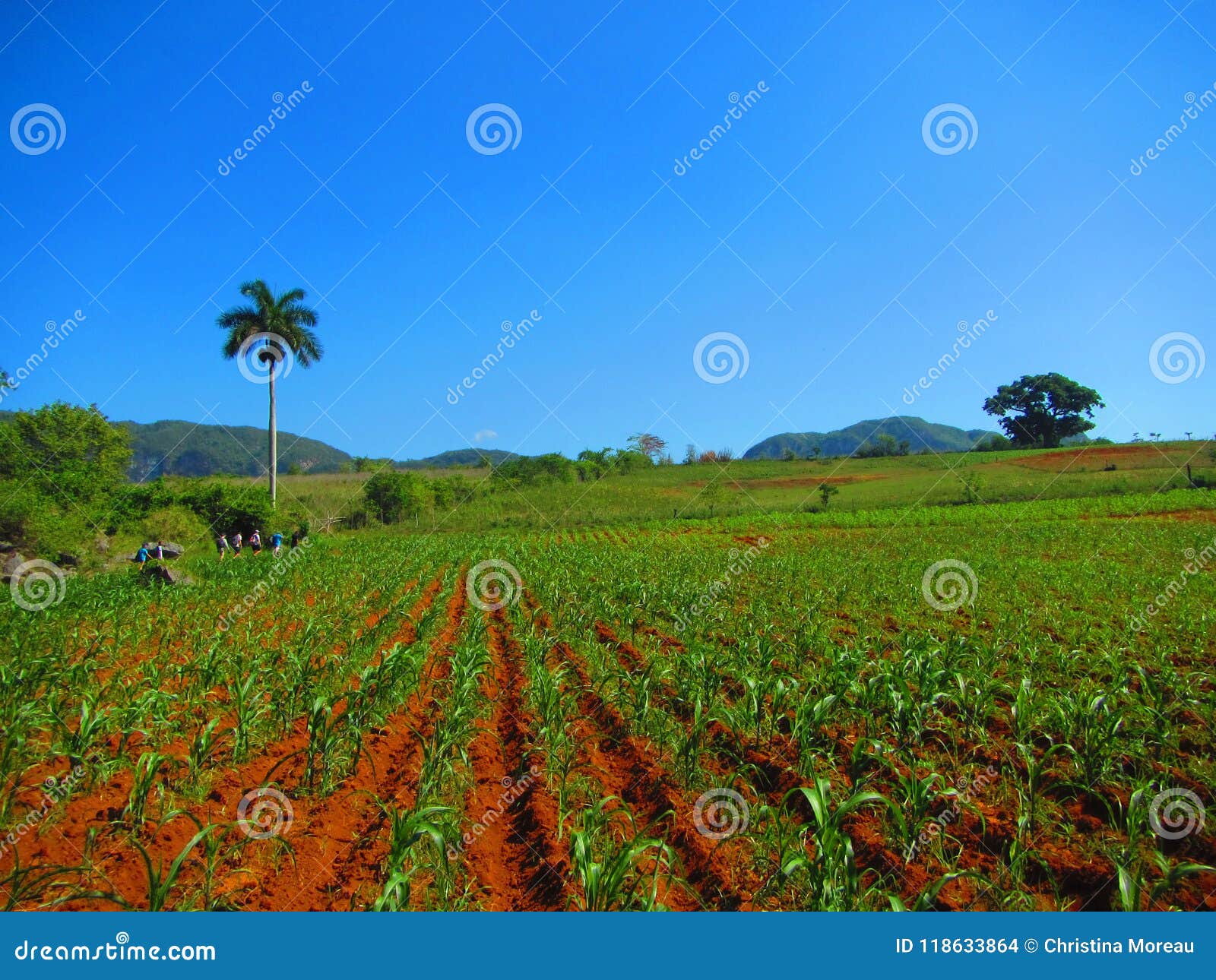 Cuban Agricultural Corn Fields Stock Photo - Image of soil, maize ...