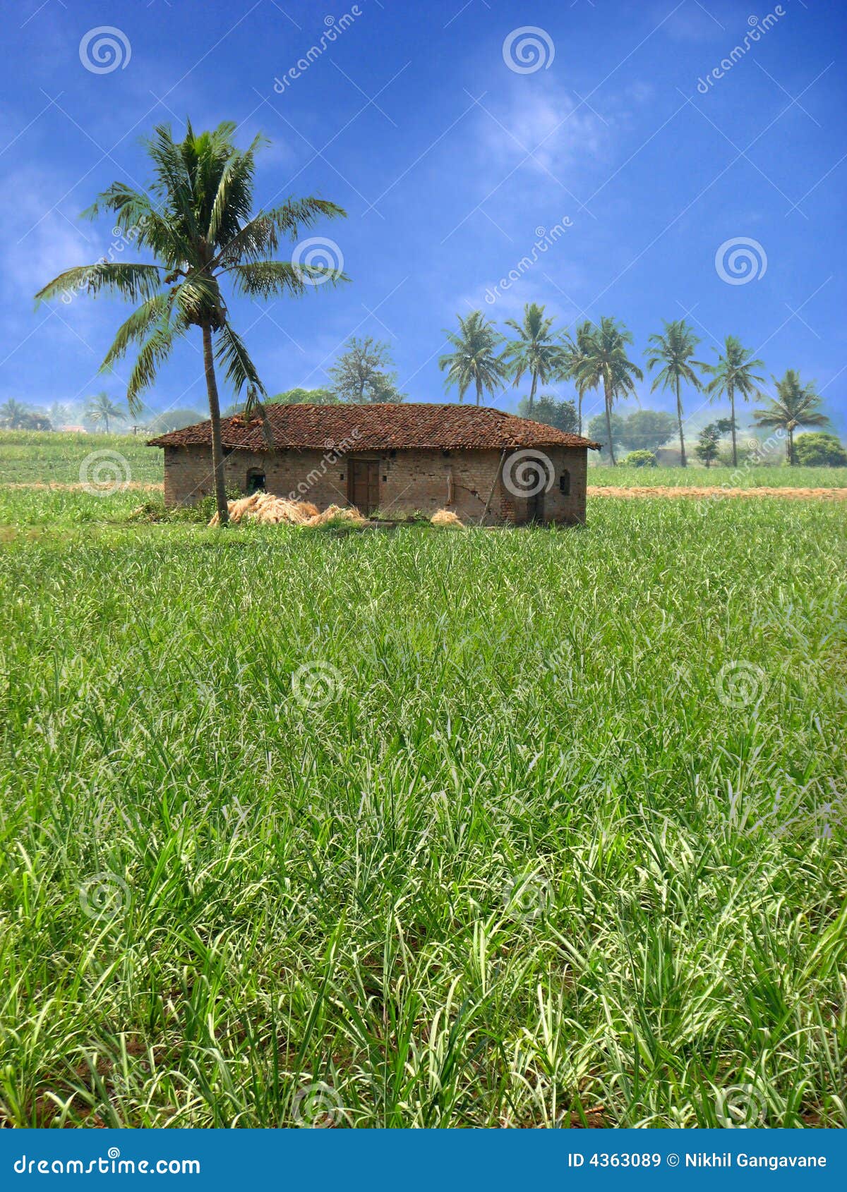 Tropical FArmhouse stock image. Image of exteriors, agriculture - 4363089