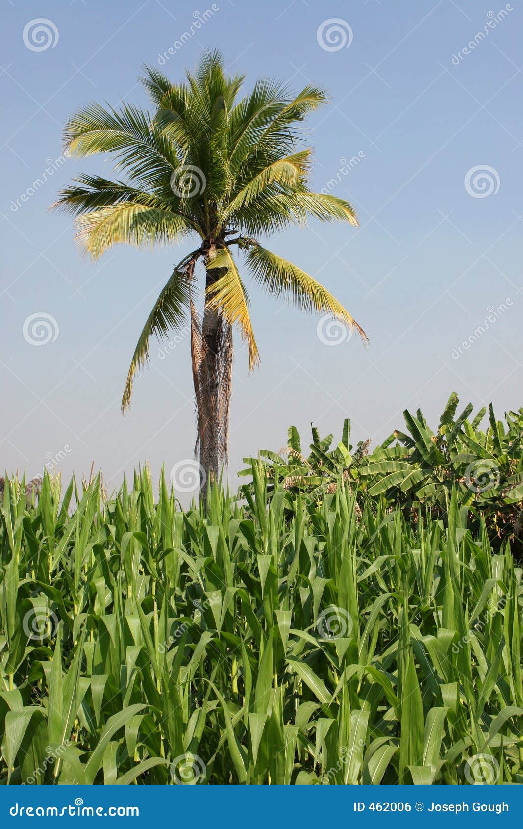 Tropical Farming stock photo. Image of lush, maize, asia - 462006