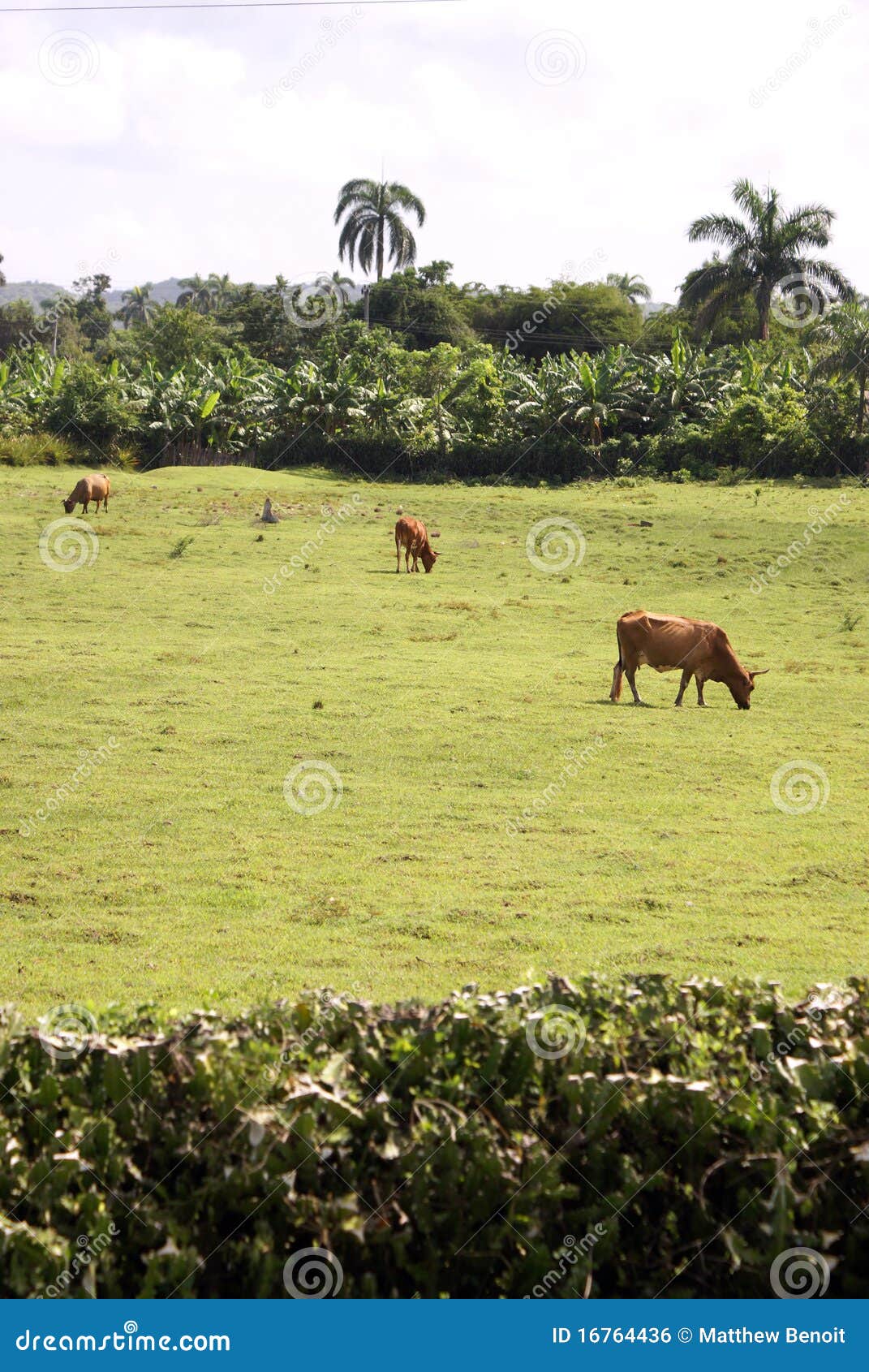 Tropical Farmland stock photo. Image of agriculture, country - 16764436