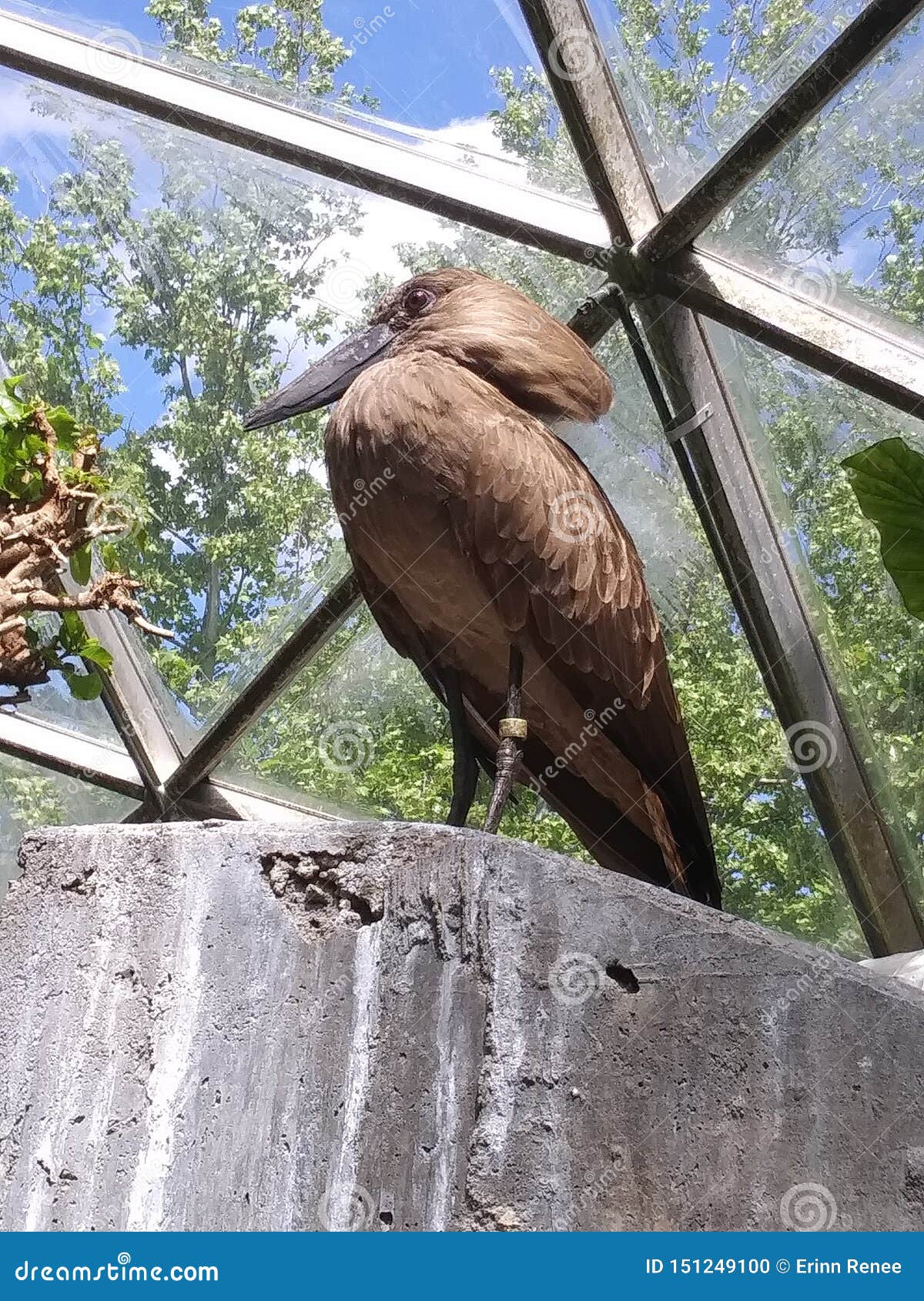 Tropical feathers stock photo. Image of rainforest, tropical - 151249100