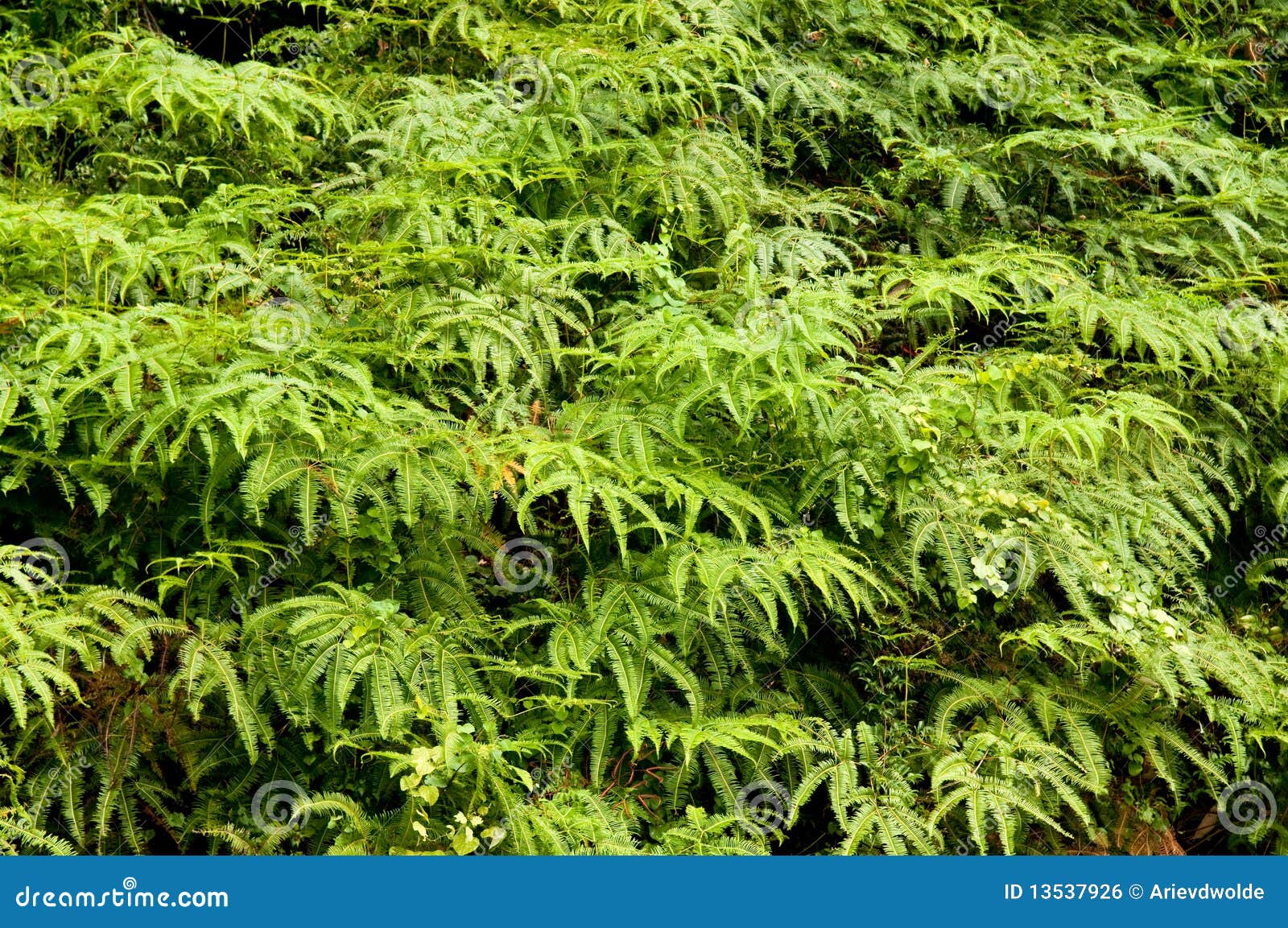 Tropical ferns stock photo. Image of texture, botany - 13537926