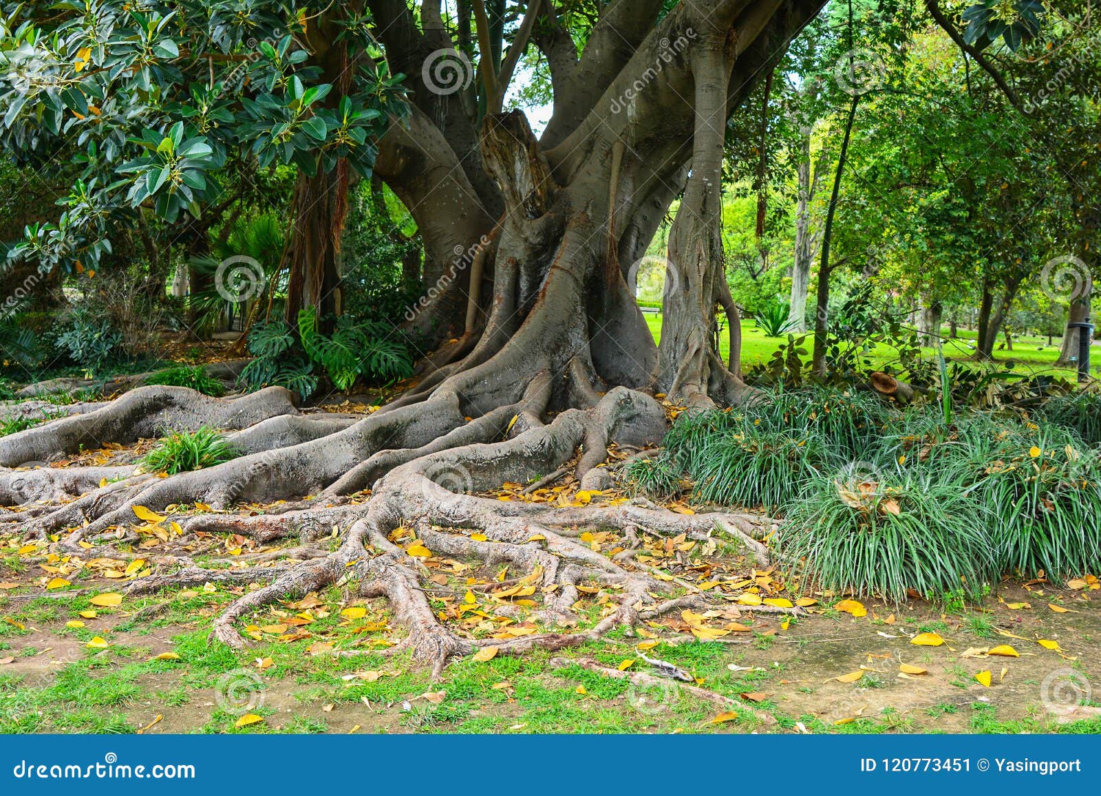 Tropical Ficus with Roots in the Garden Stock Image - Image of botanic ...