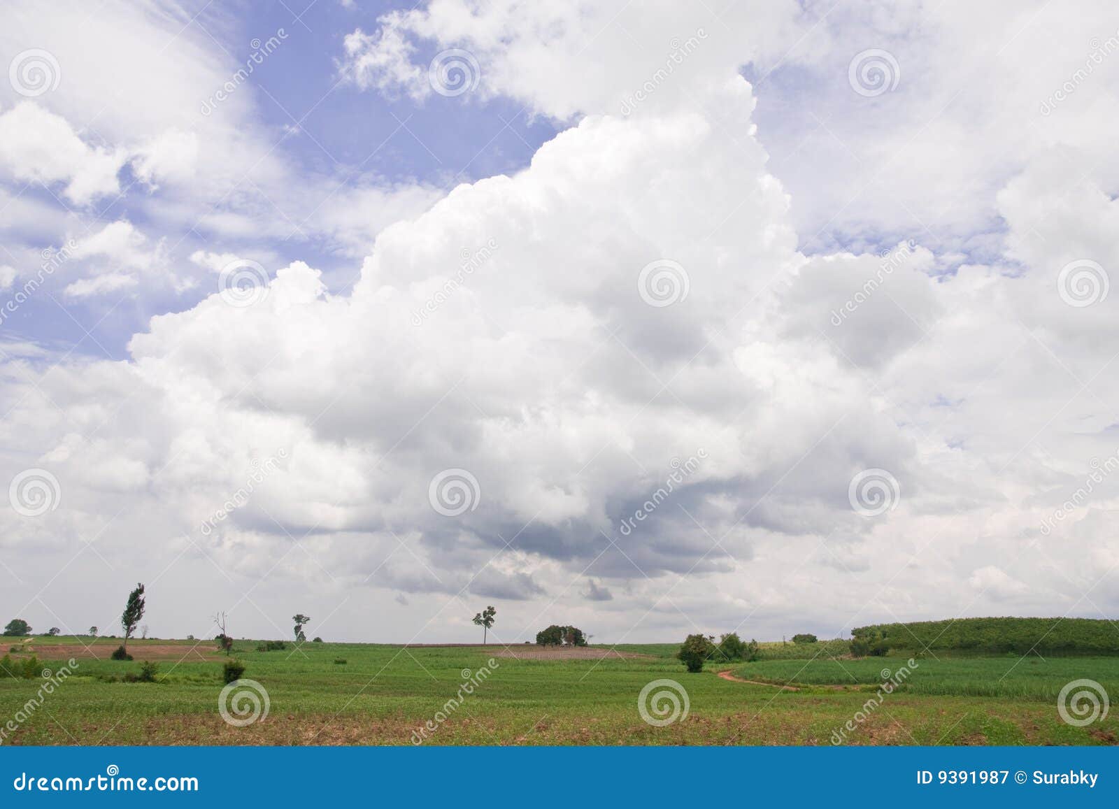 Tropical field in summer stock image. Image of outdoor - 9391987