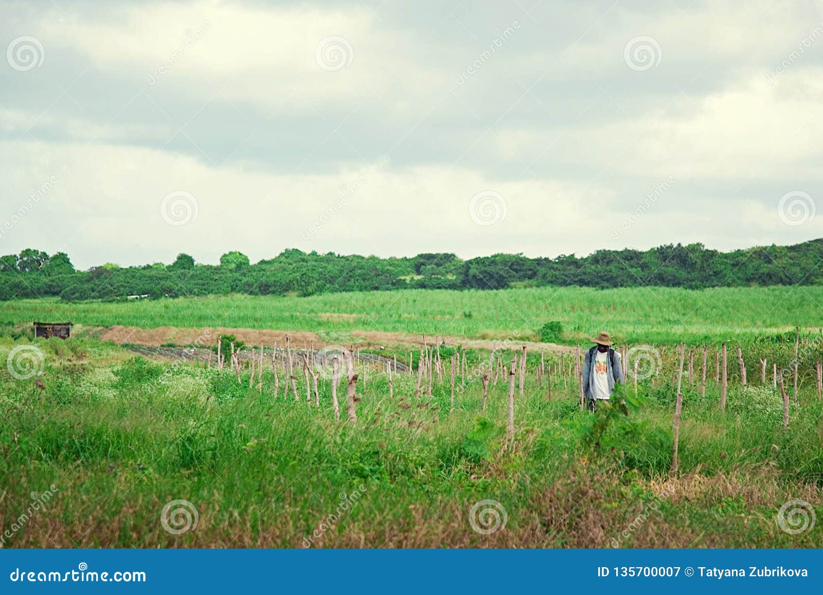 Tropical Fields. Agriculture. a Man in a Wicker Hat Editorial ...