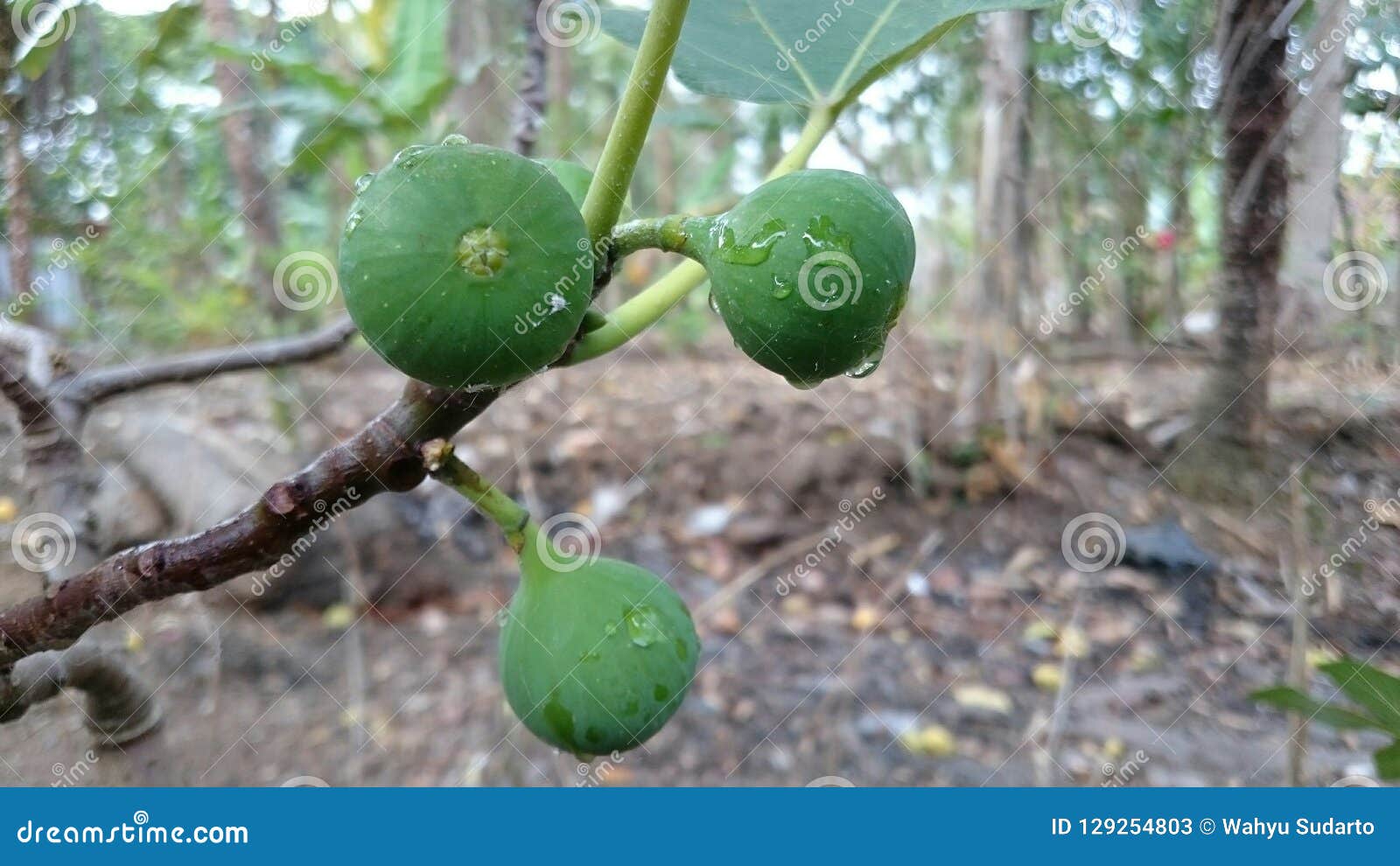 Tropical figs stock image. Image of area, tropical, prints - 129254803