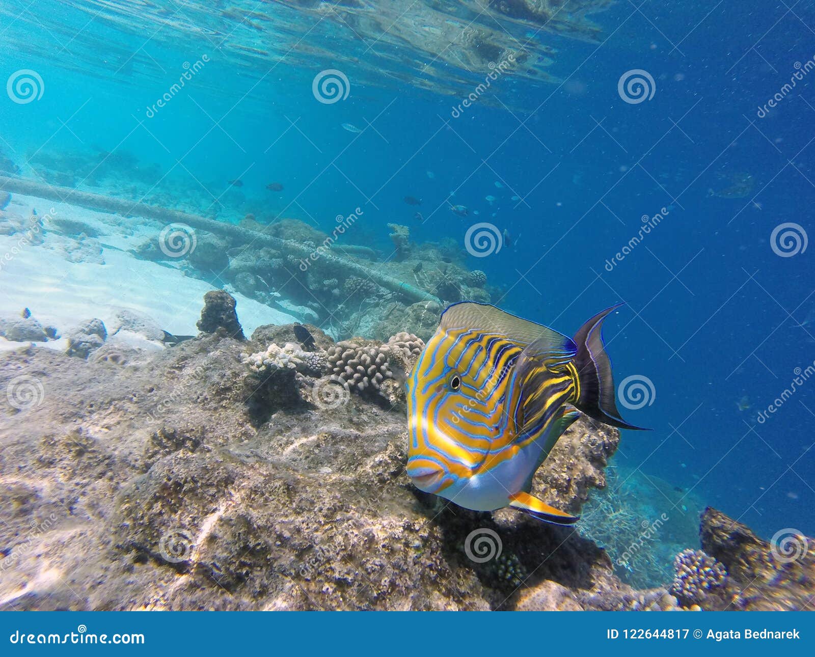 Tropical fisch stock image. Image of reef, fish, nature - 122644817
