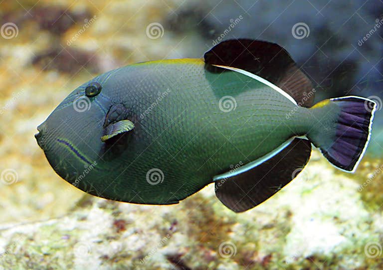 Tropical Fish 1 stock image. Image of grey, animal, gills - 1612903
