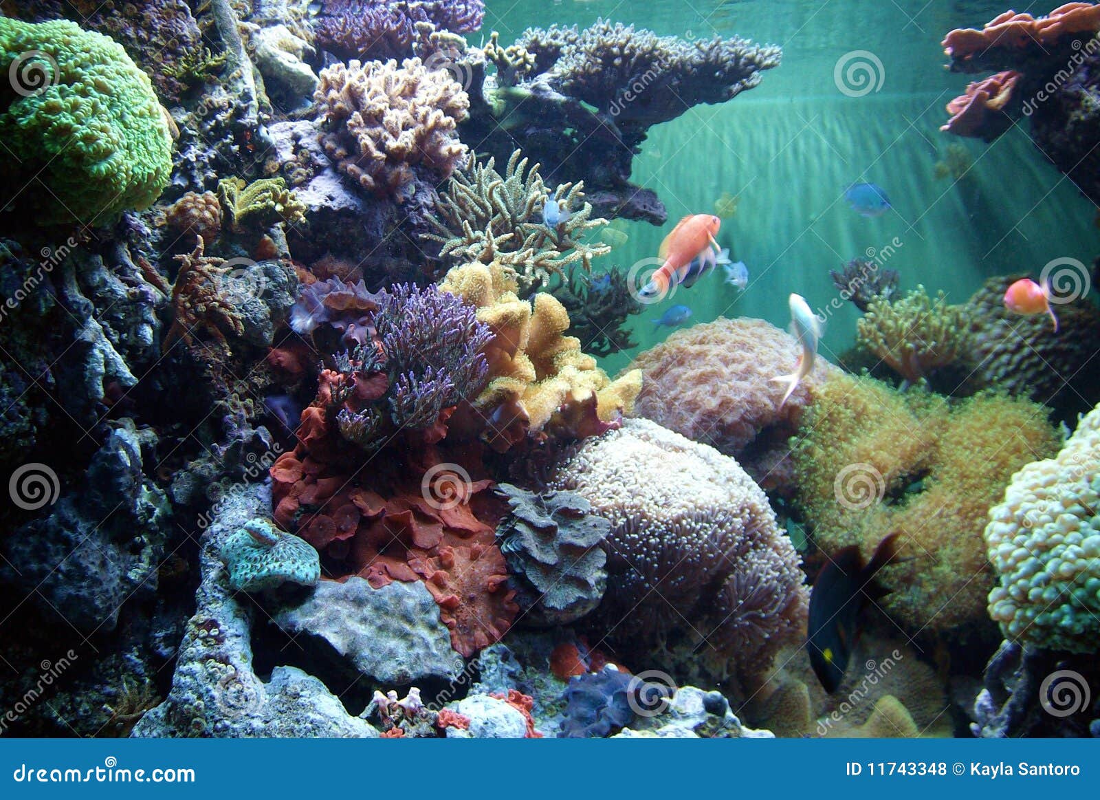 Colorfol Coral Stock Photos - Free & Royalty-Free Stock Photos from ...