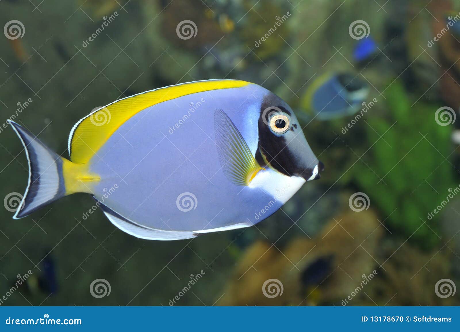 Tropical fish stock photo. Image of nature, yellow, tranquil - 13178670