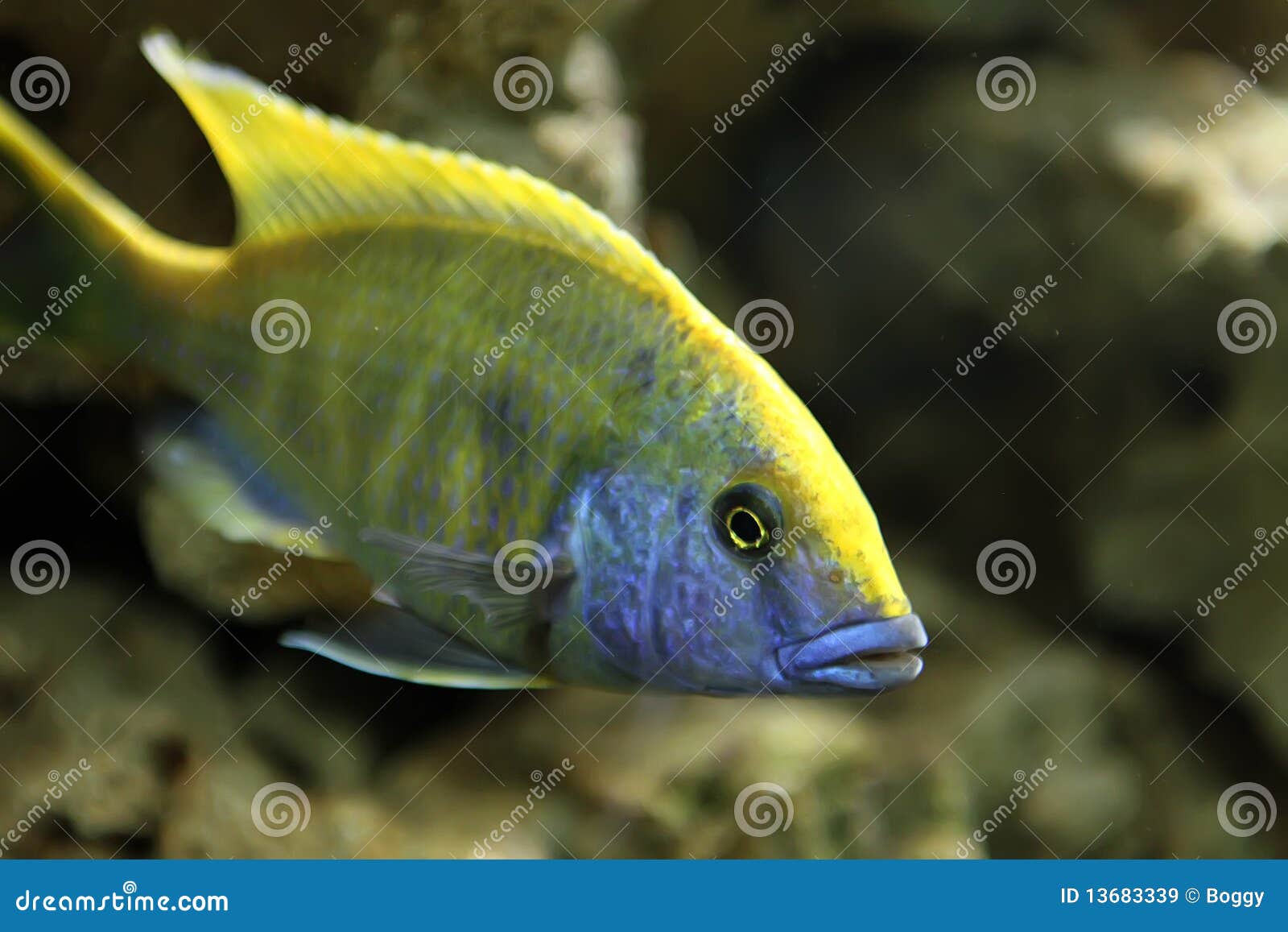 Sleeper Cichlid Stock Photos - Free & Royalty-Free Stock Photos from ...