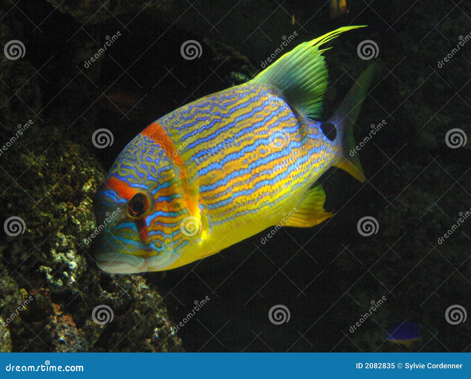 Tropical fish stock image. Image of oceanic, marine, colors - 2082835