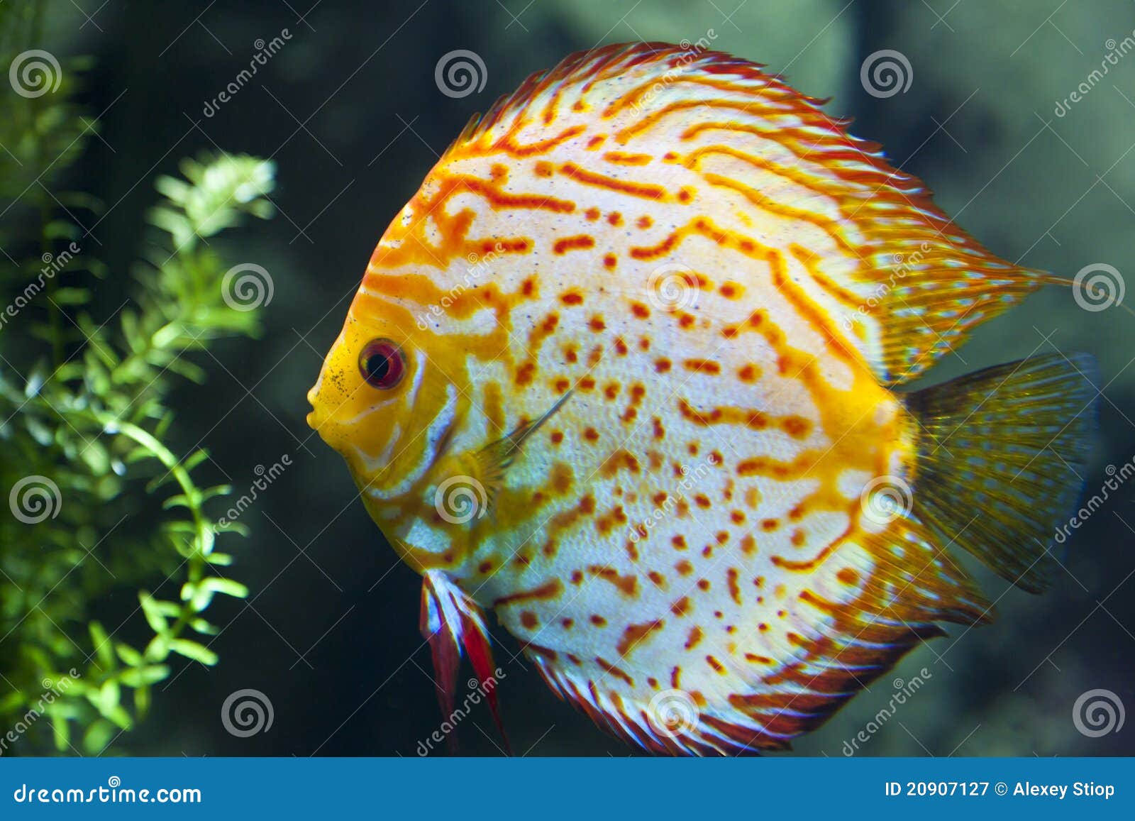 138 Pink Discus Stock Photos - Free & Royalty-Free Stock Photos from ...