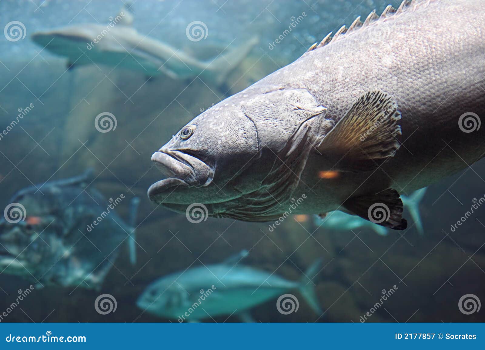 Tropical fish stock image. Image of fins, animals, spines - 2177857