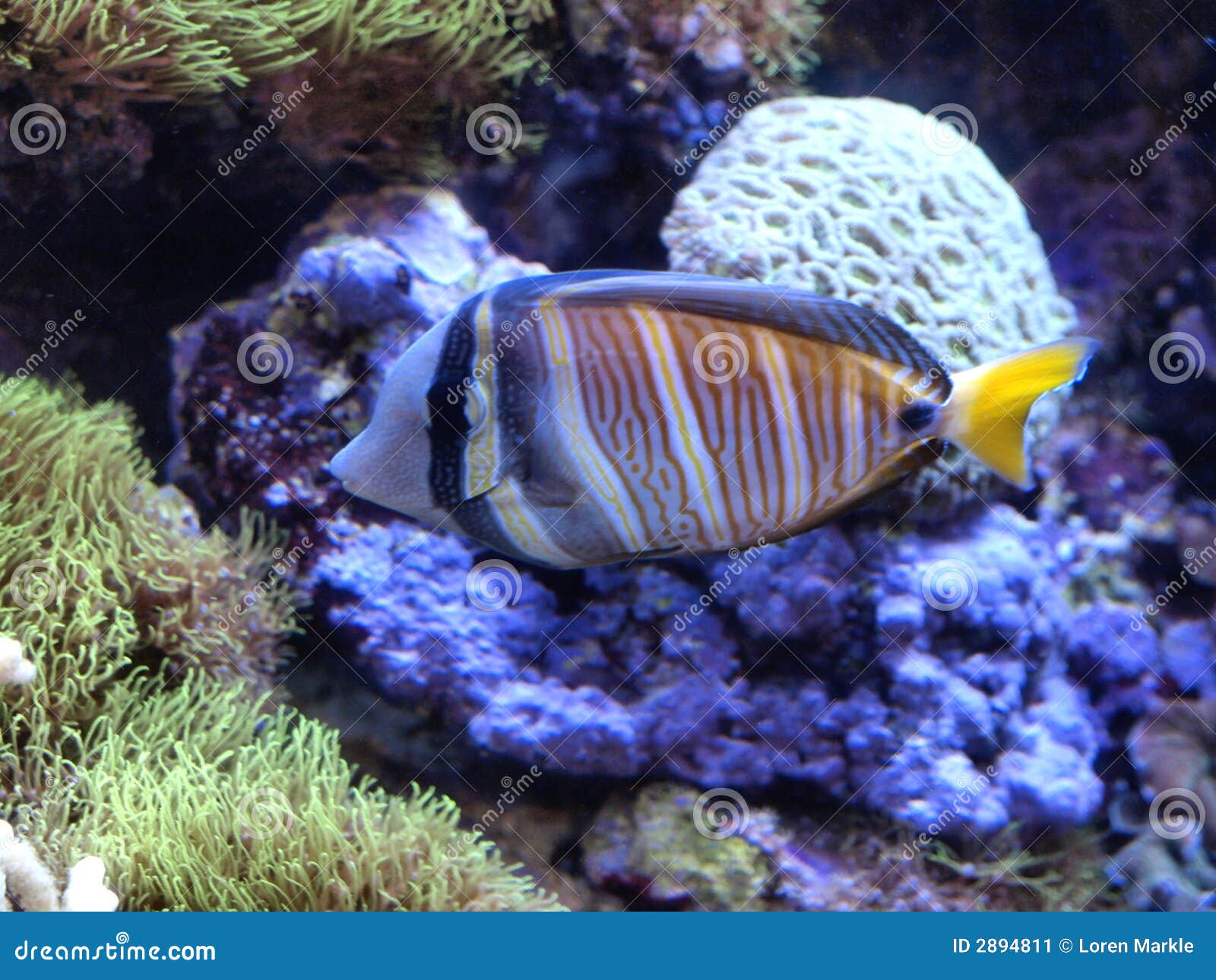 Tropical Fish stock image. Image of aquarium, aquariums - 2894811