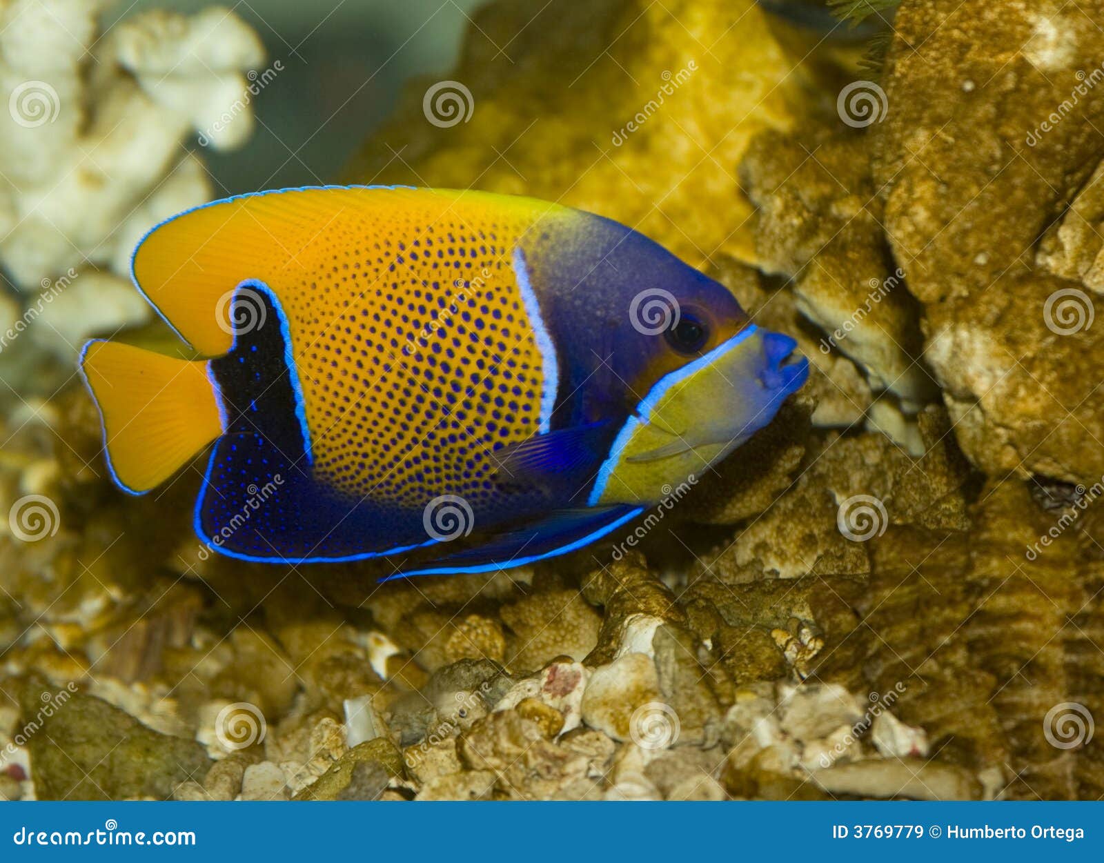 Tropical fish stock image. Image of fish, aquarium, underwater - 3769779