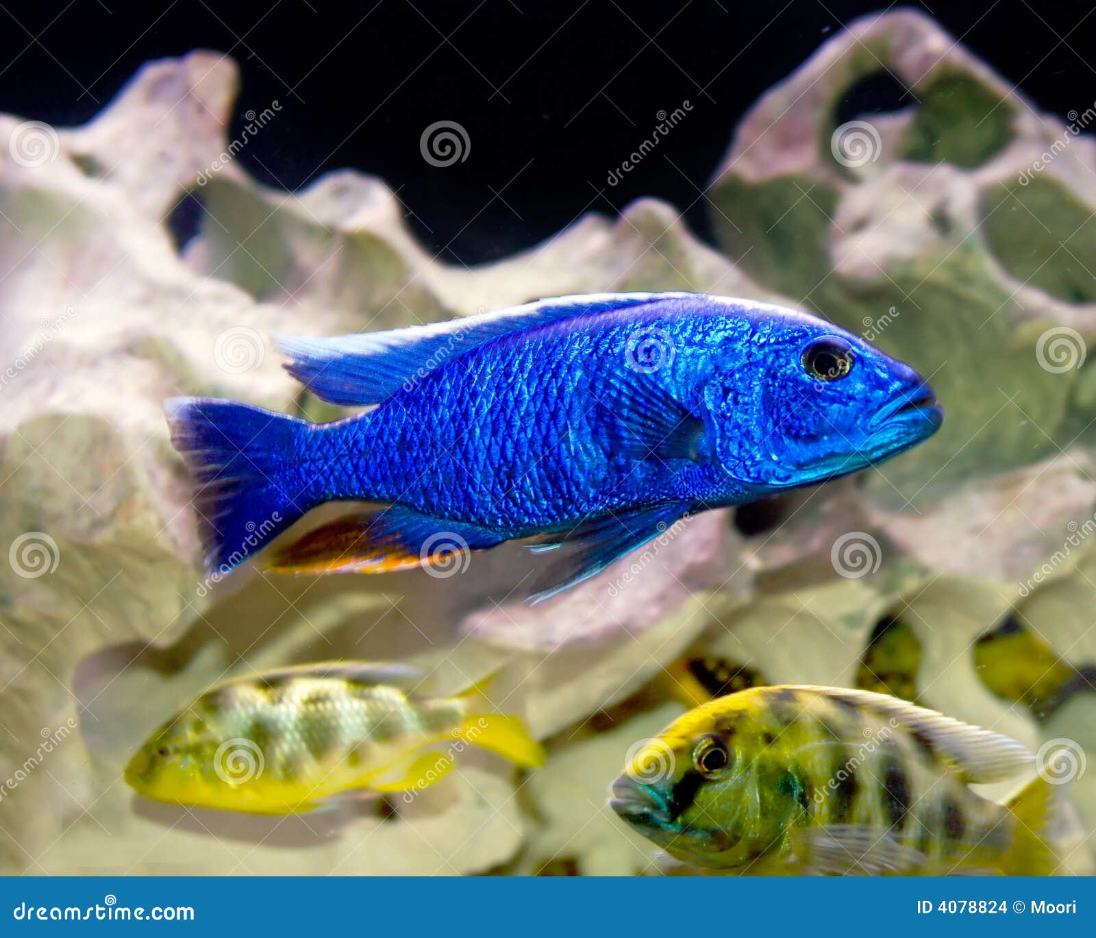 Tropical fish stock photo. Image of ocean, color, marine - 4078824