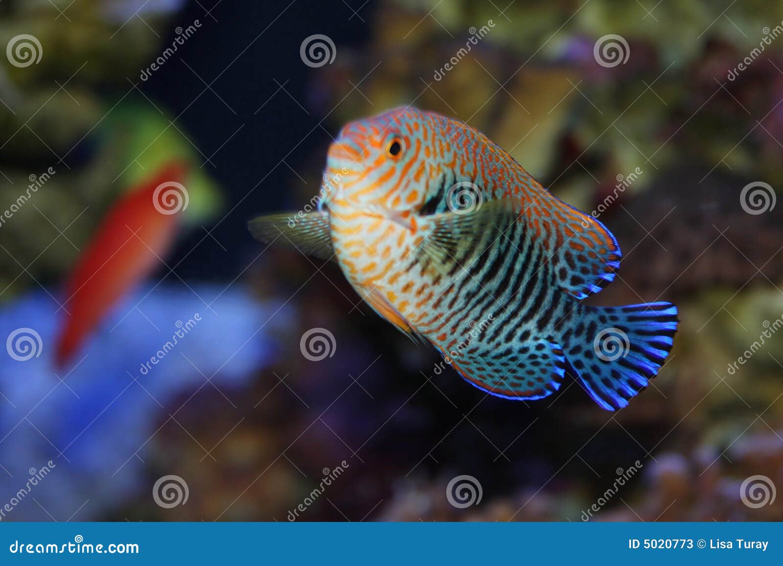 Tropical Fish stock image. Image of water, fish, green - 5020773