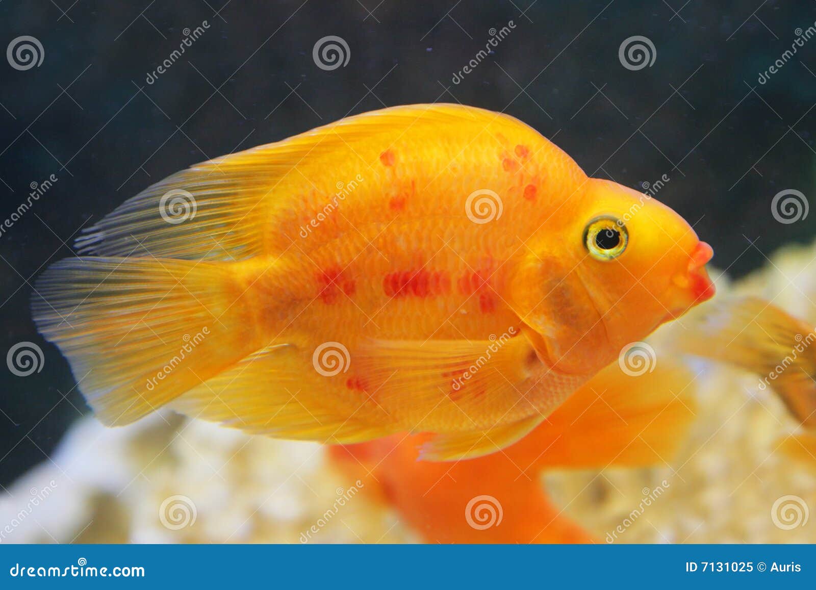 Tropical fish stock image. Image of ocean, aquarium, reef - 7131025