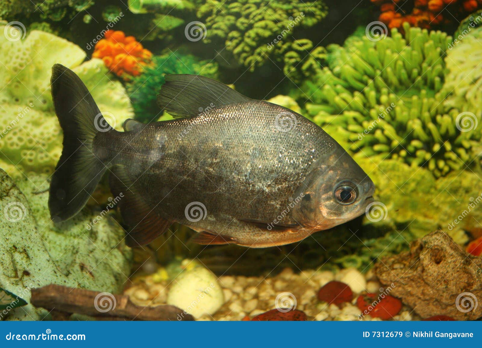 Tropical Fish stock image. Image of marine, fins, ocean - 7312679